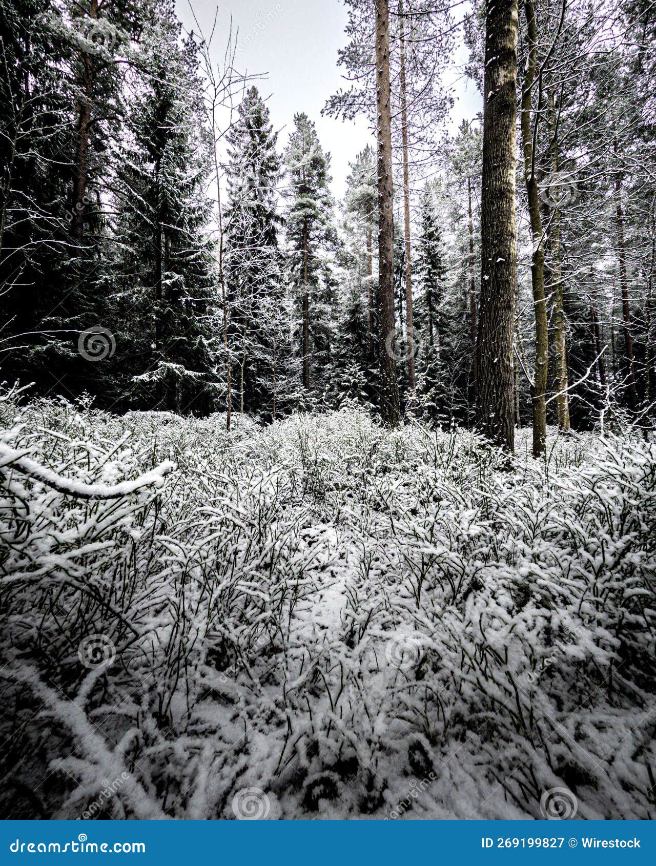 Snow Covered Forest with Dense Trees Stock Image - Image of frost ...