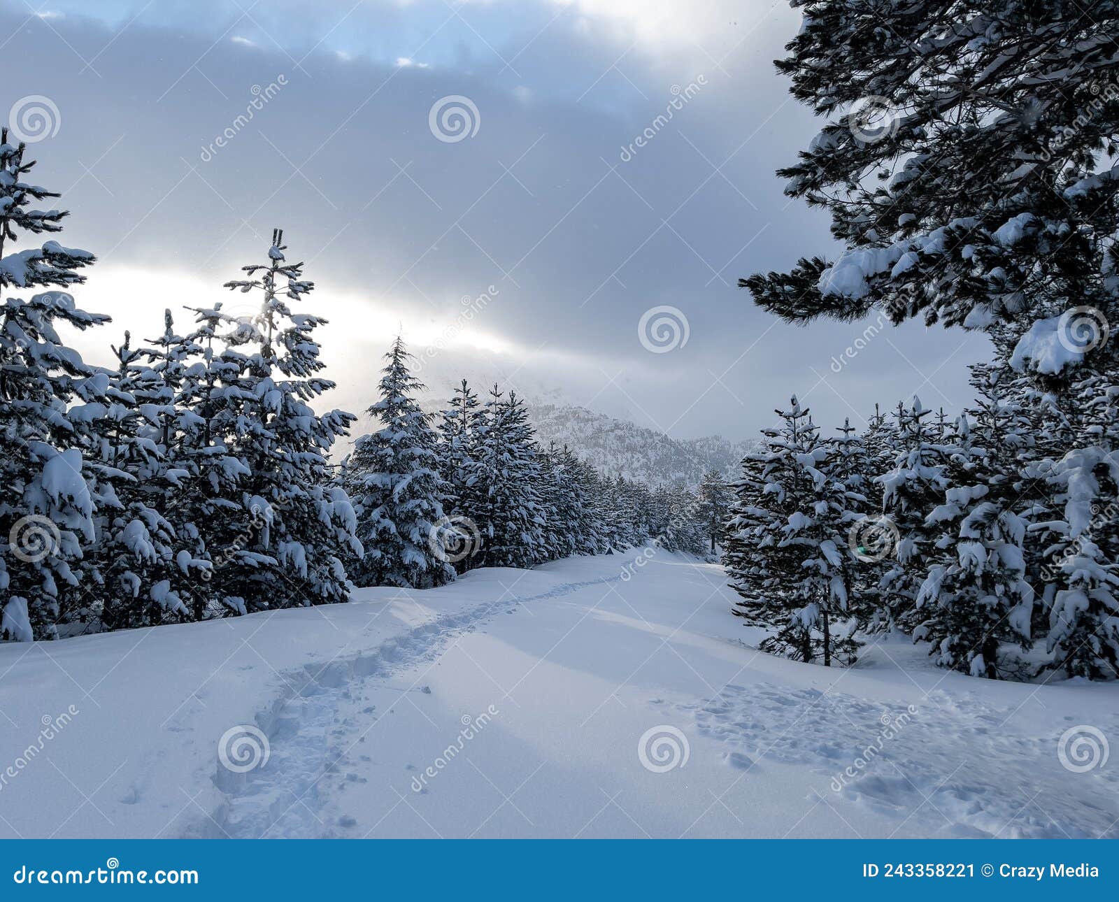 Snow-covered Forest Landscapes and Mystical Nature Stock Image - Image ...