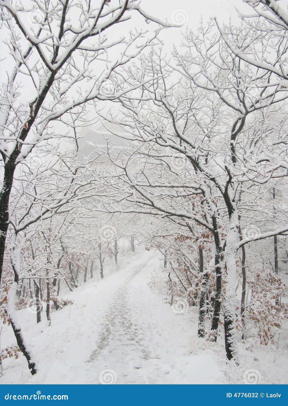 Snow-covered forest path stock photo. Image of frost, frosty - 4776032