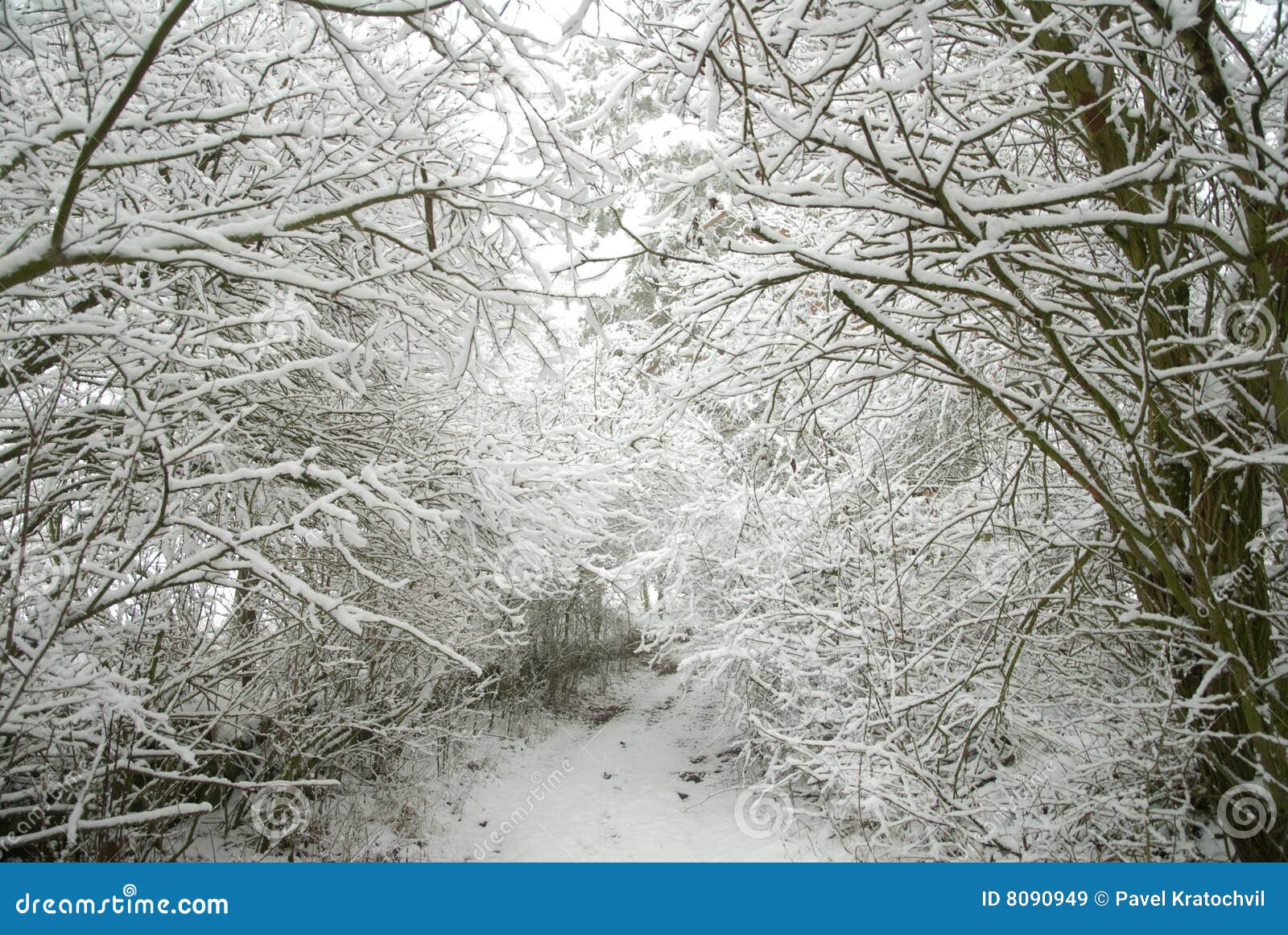 Snow-covered forest path stock image. Image of brown, frozen - 8090949
