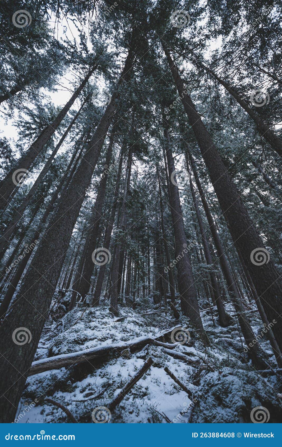Snow Covered Forest Surrounded by Dense Trees Stock Photo - Image of ...