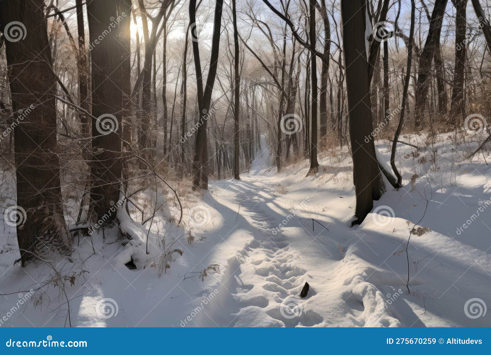 Snow-covered Forest, with Trails and Pathways Visible through the Trees ...