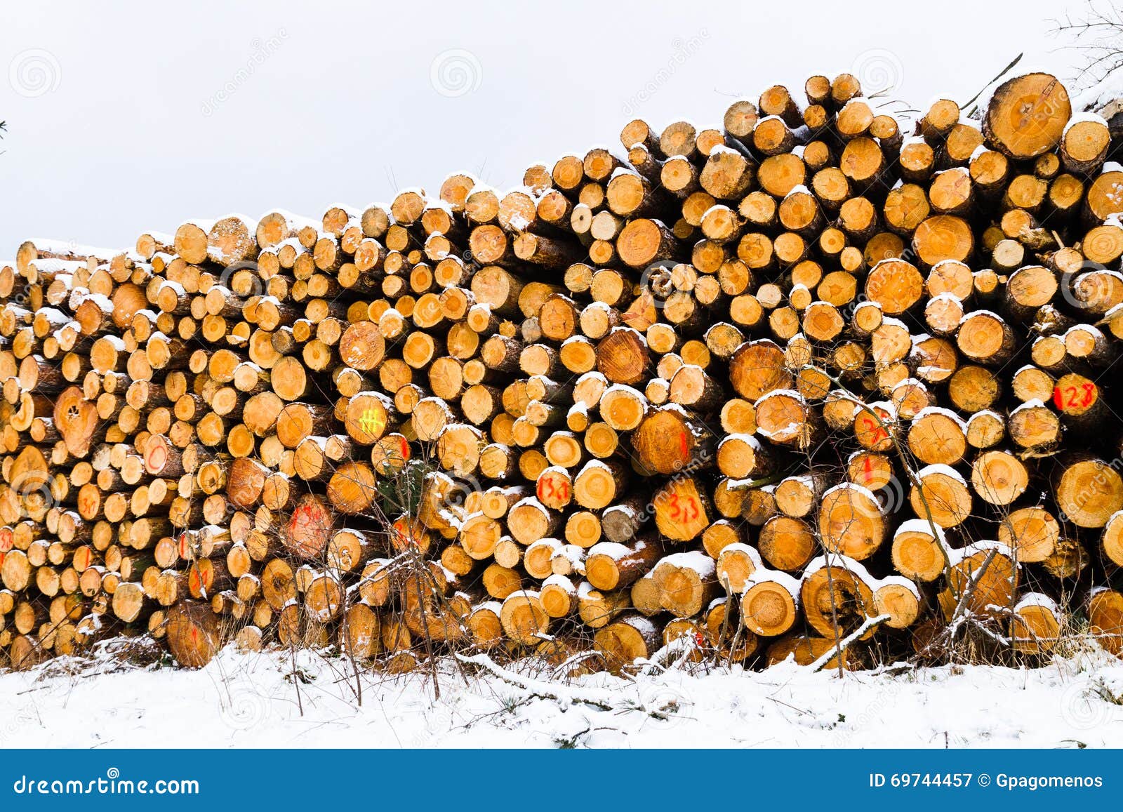 Snow Covered Fresh Cut Firewood Stack at Winter. Stock Image - Image of ...
