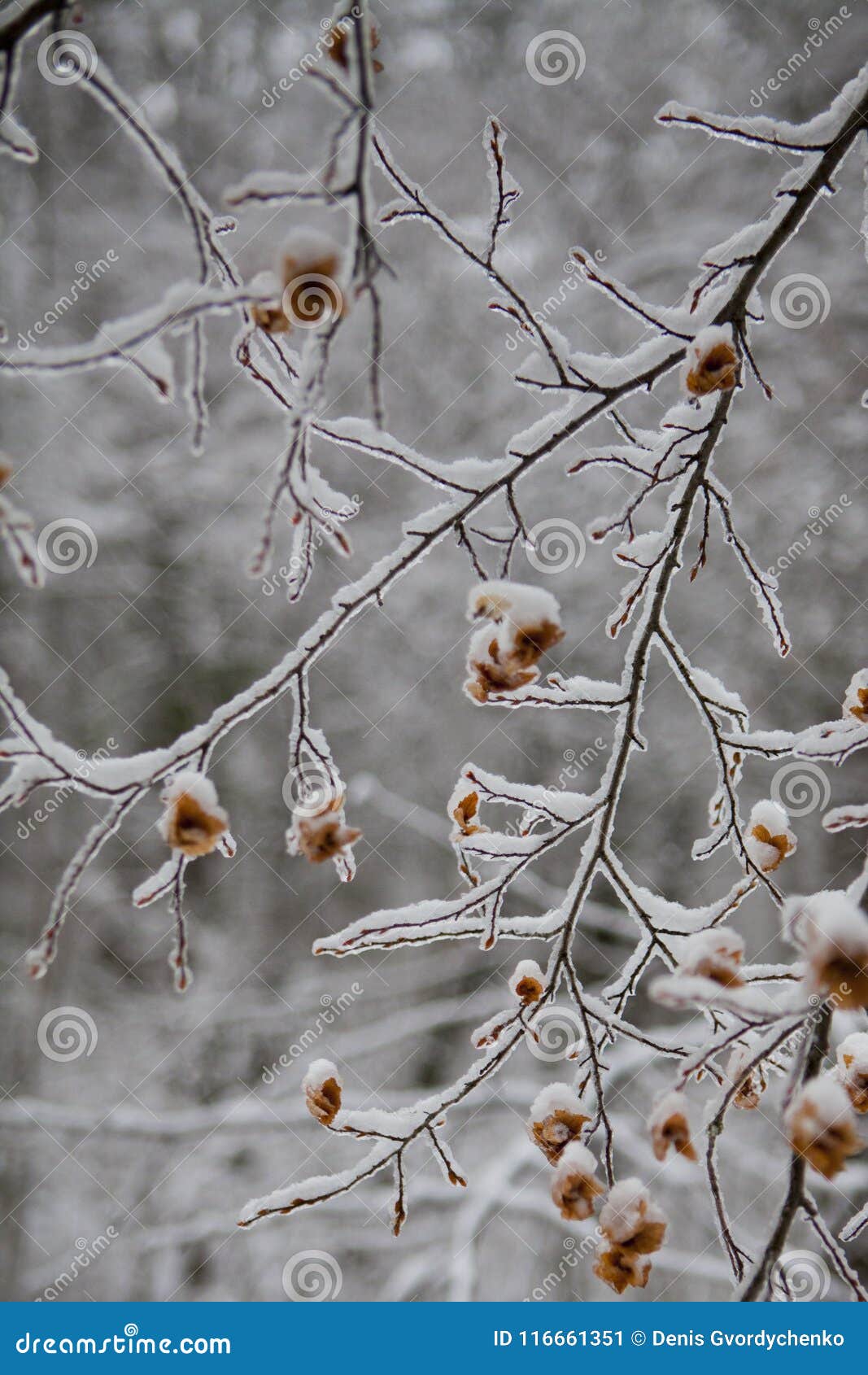 Frozen branch stock image. Image of beauty, outdoor - 116661351