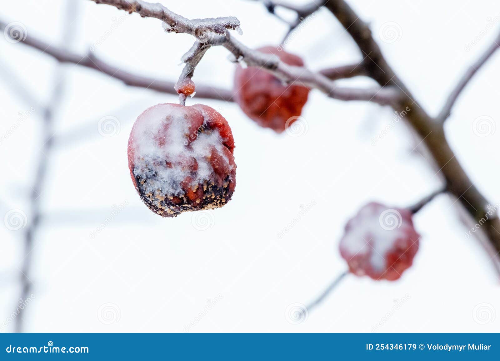Snow Covered Frozen Rotten Apples on a Tree in Winter Stock Image ...