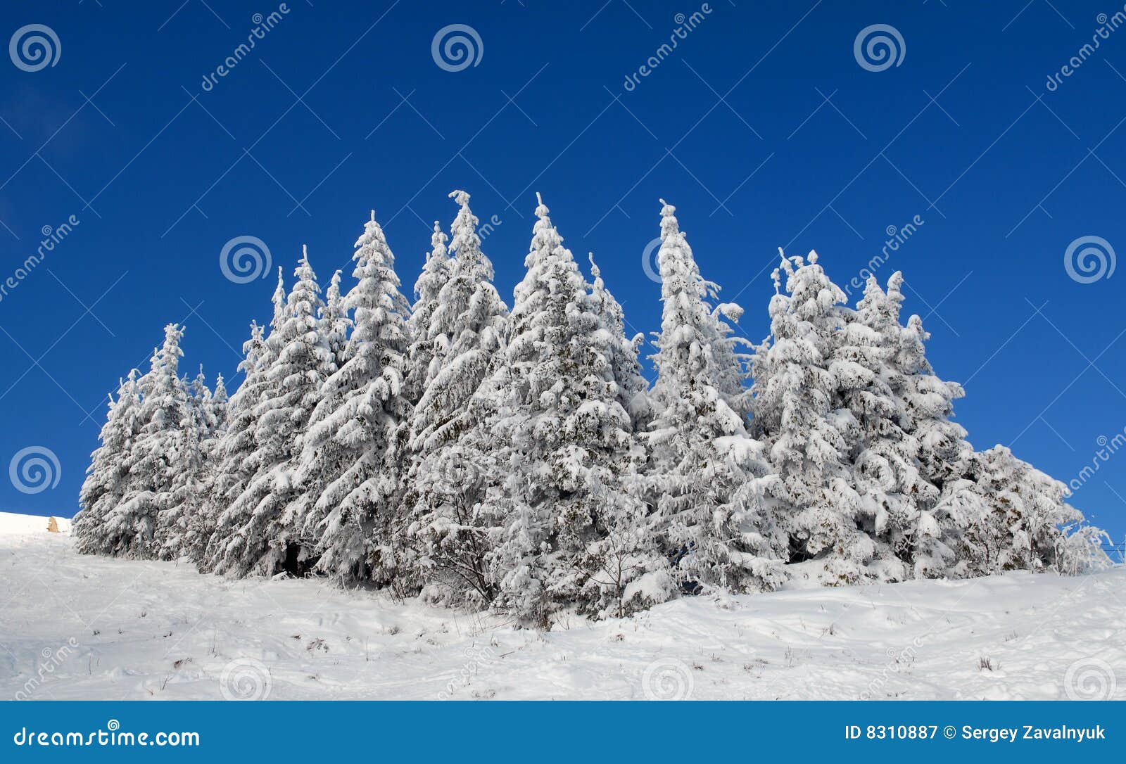 Snow-covered fur-trees stock image. Image of dark, wood - 8310887