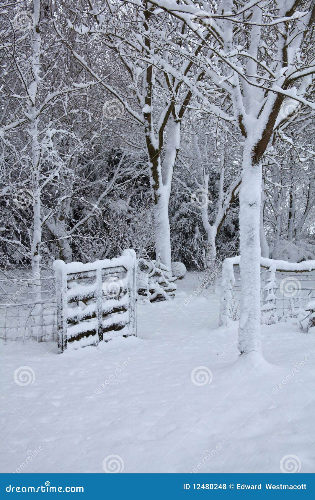 Snow covered gate in wood stock photo. Image of snow - 12480248
