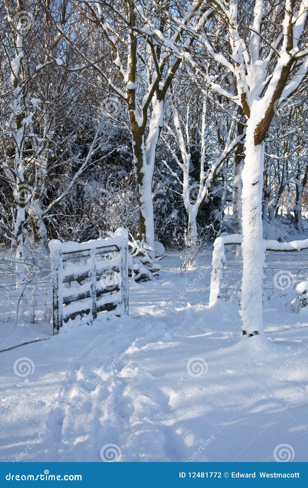 Snow covered gate in wood stock photo. Image of branches - 12481772