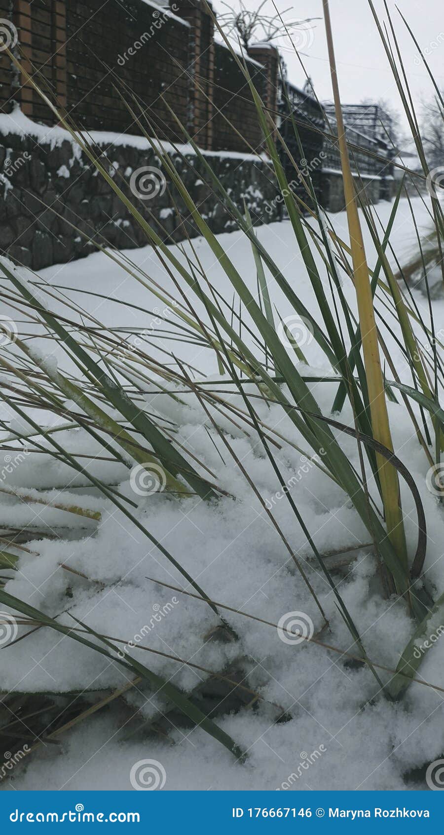 Snow covered the grass stock photo. Image of white, winter - 176667146