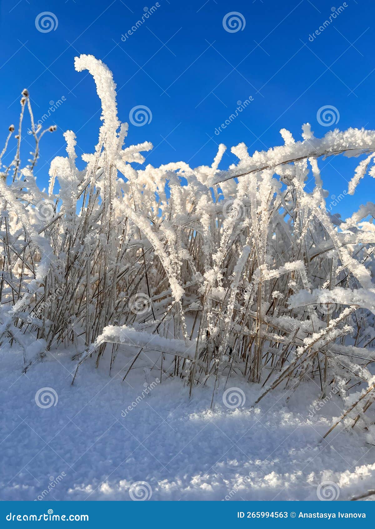 Snow-covered Grass on a Blue Sky Background in Cold Winter Stock Image ...
