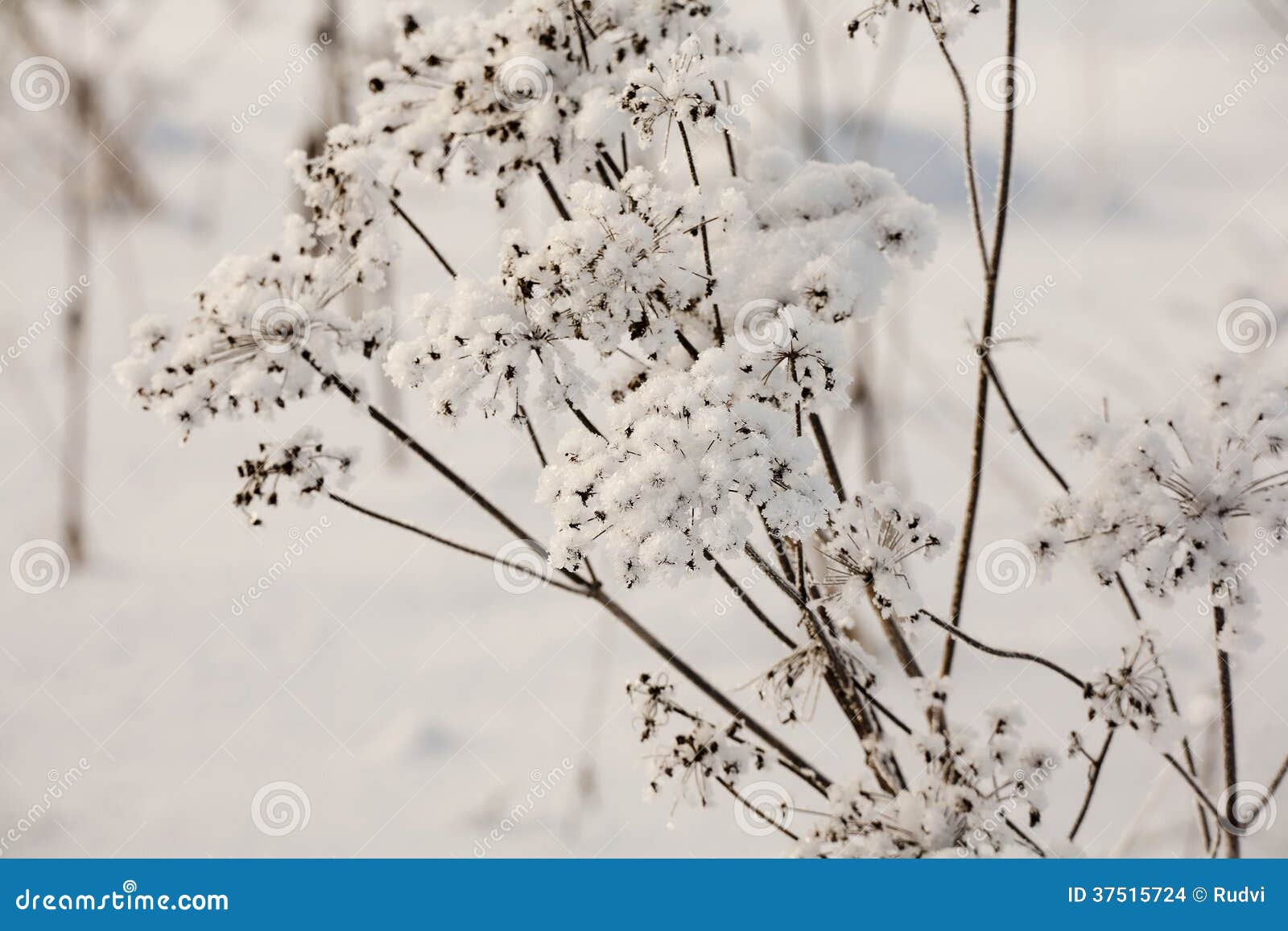Snow-covered grass stock photo. Image of field, bushes - 37515724