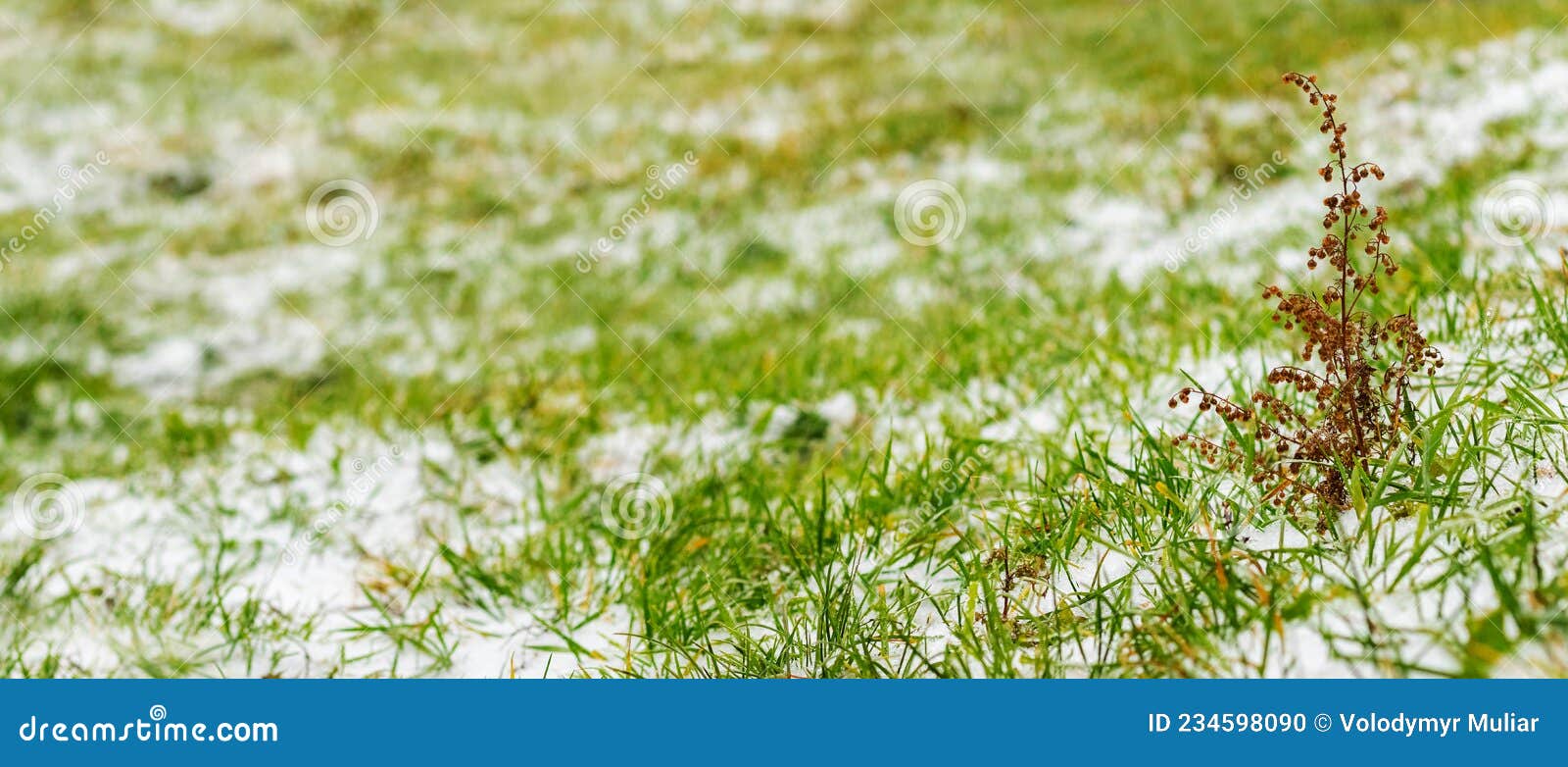 Snow Covered Grass in the Field. the First Snow on the Grass Stock ...