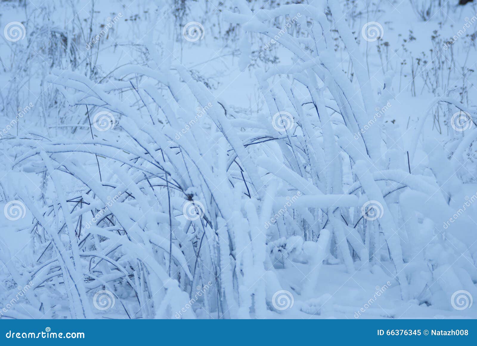 Snow-covered Grass on the Field Stock Image - Image of landscape ...