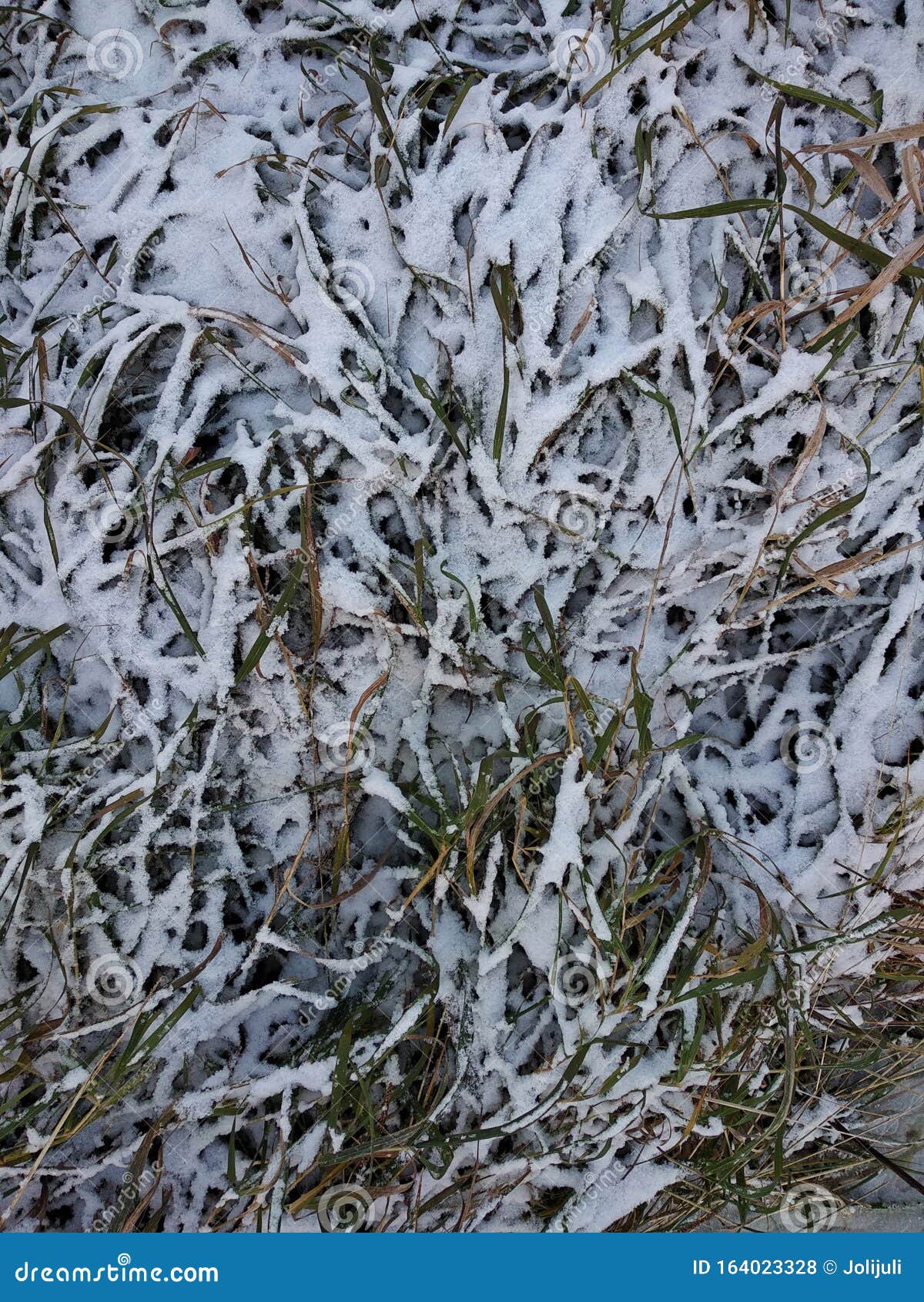 Snow covered grass stock photo. Image of natural, frost - 164023328