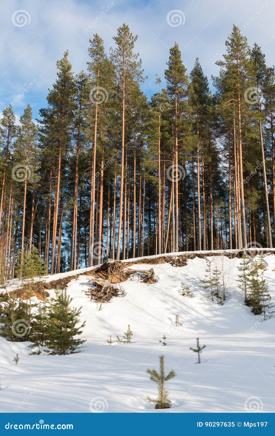 Snow-covered Gravel Pit in Pine Forest Stock Image - Image of woods ...