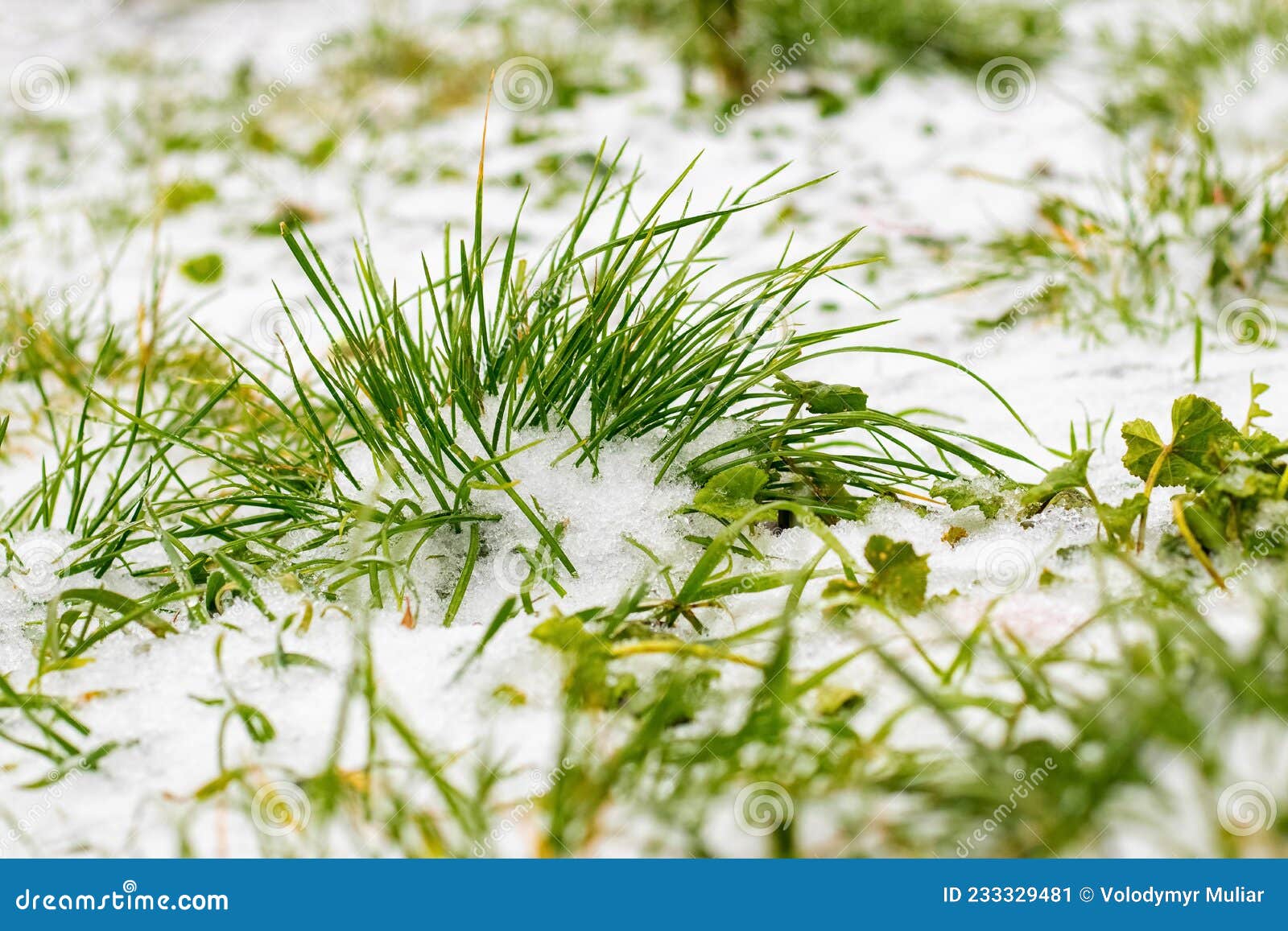 Snow-covered Green Grass in the Garden in Early Winter Stock Image ...