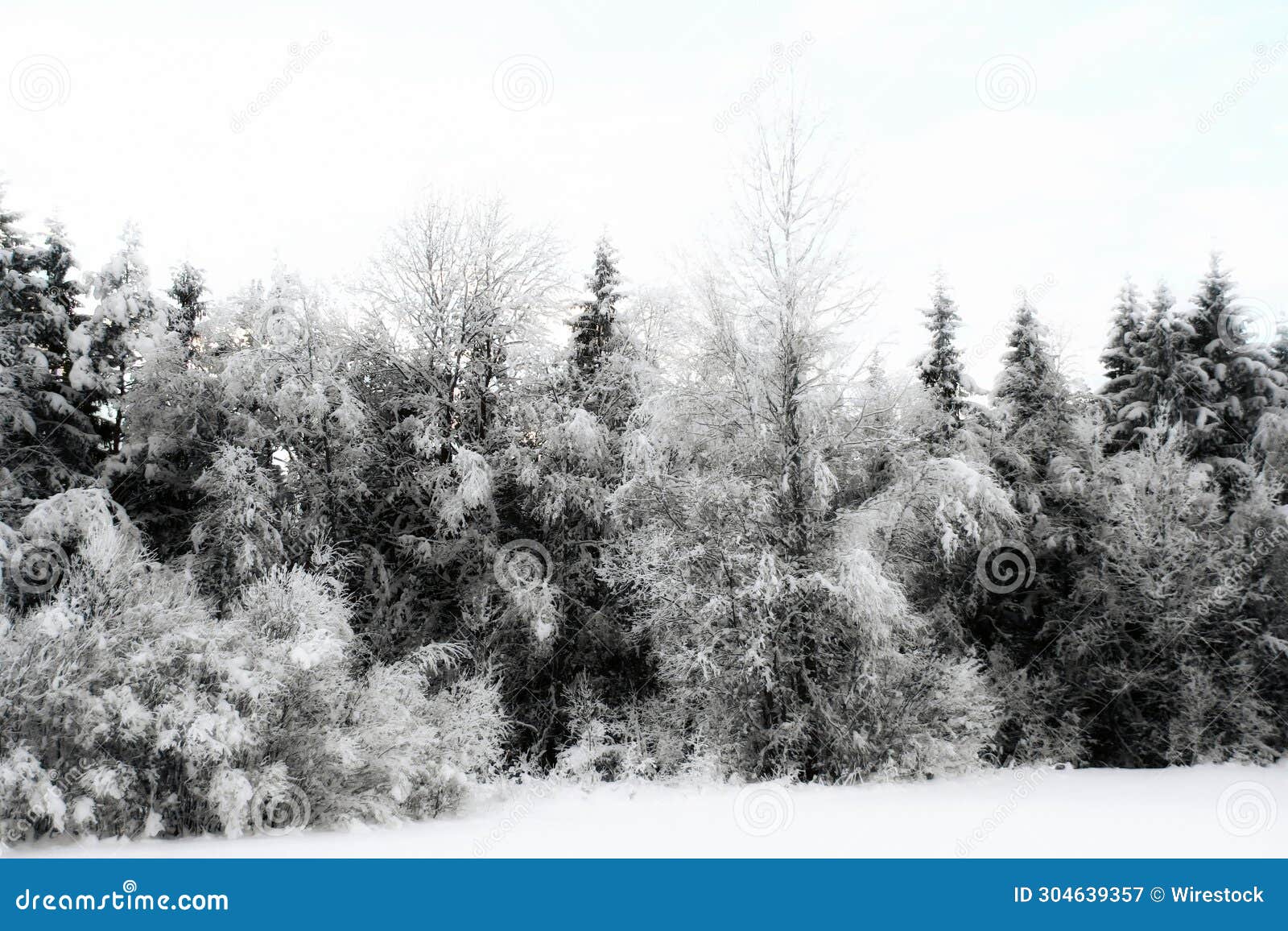 Snow-covered Ground with Snowy Trees and Bushes in the Background ...
