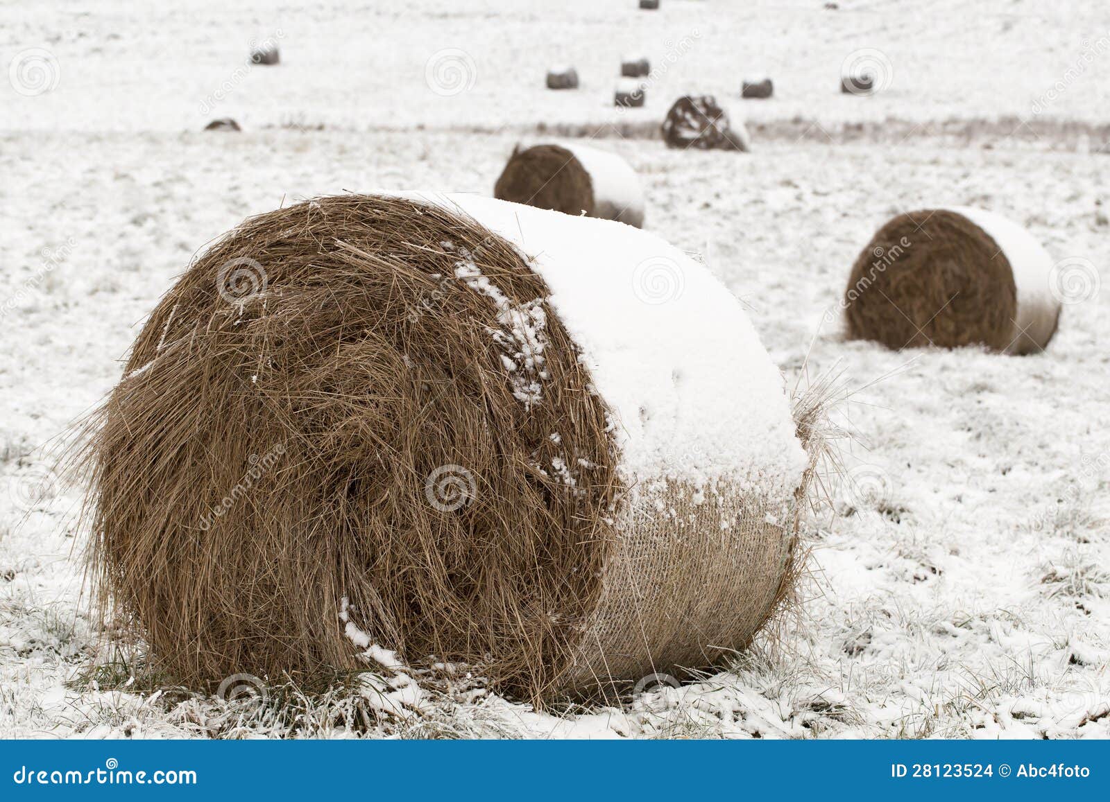 Snow covered hay rolls stock photo. Image of harvest - 28123524