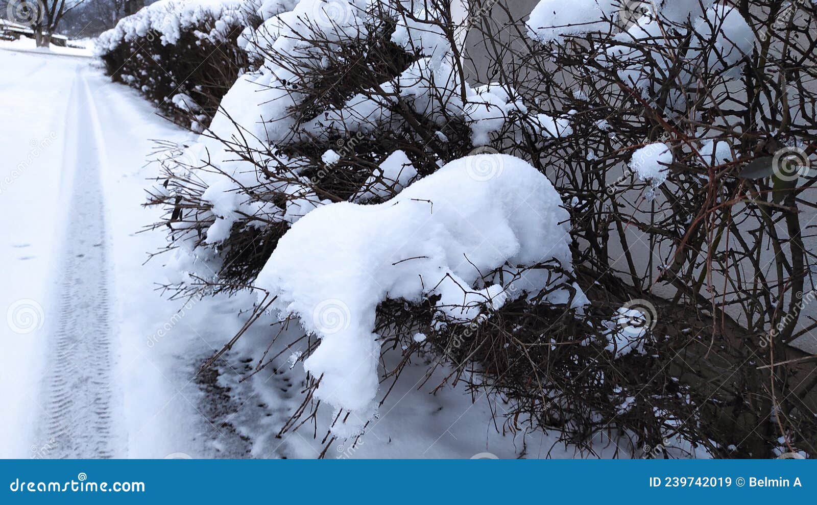 Snow-covered Hedge. Heavy Snow Broke the Hedge. Stock Image - Image of ...