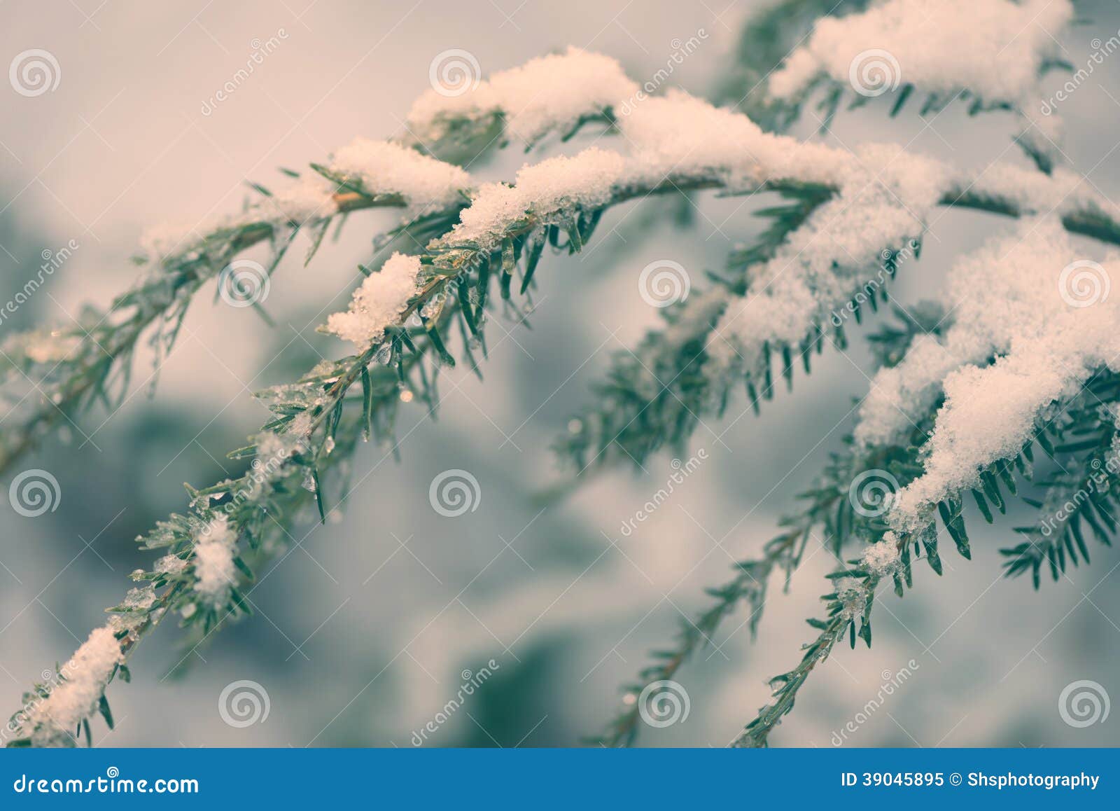 Snow Covered Hemlock Branch - Retro Stock Image - Image of branch, tree ...
