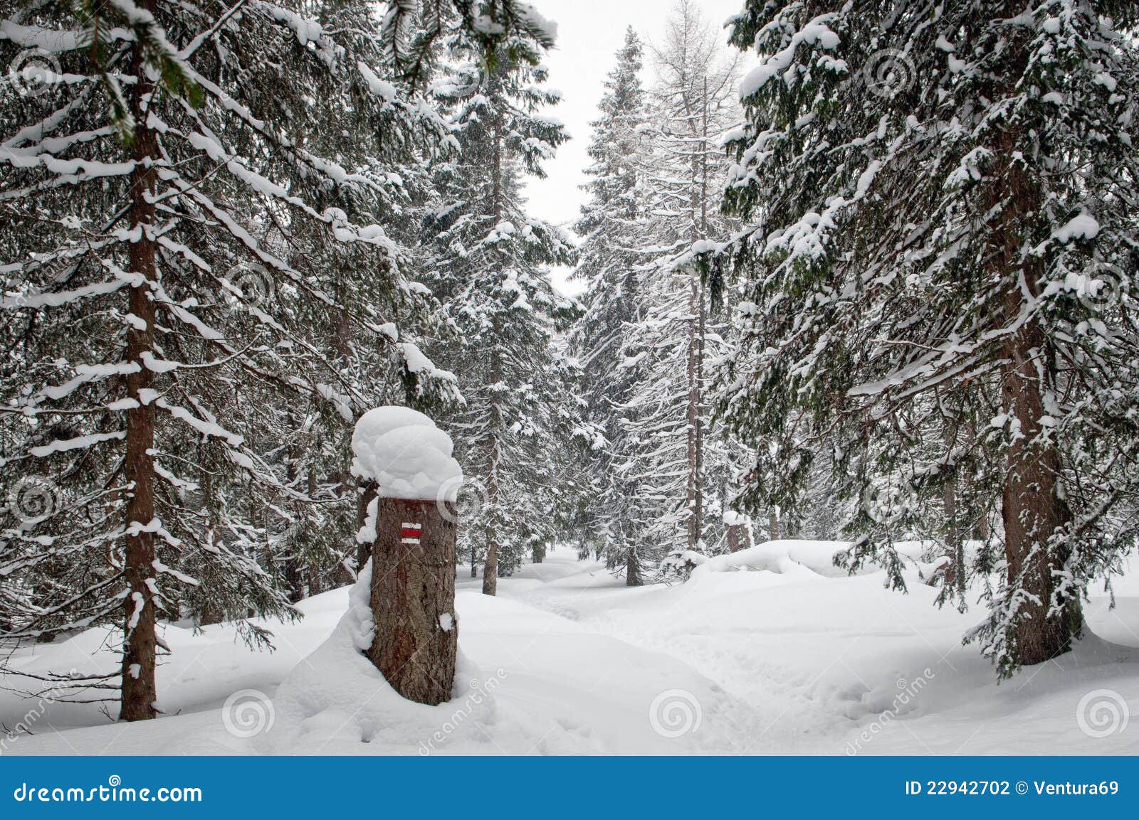 Snow Covered Hiking Trail in Winter Stock Photo - Image of national ...
