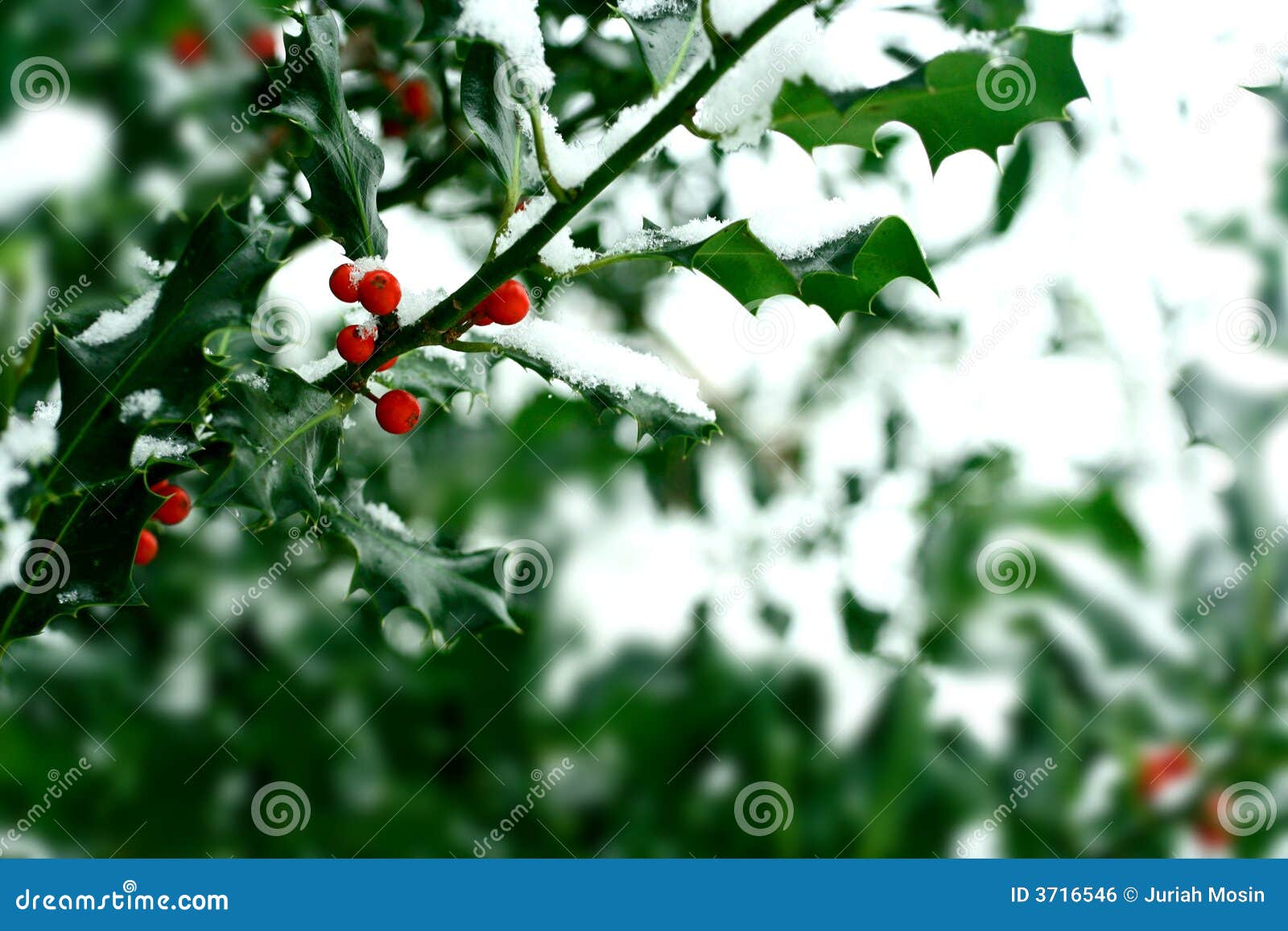 Holly Bush With Snow Royalty-Free Stock Photography | CartoonDealer.com ...