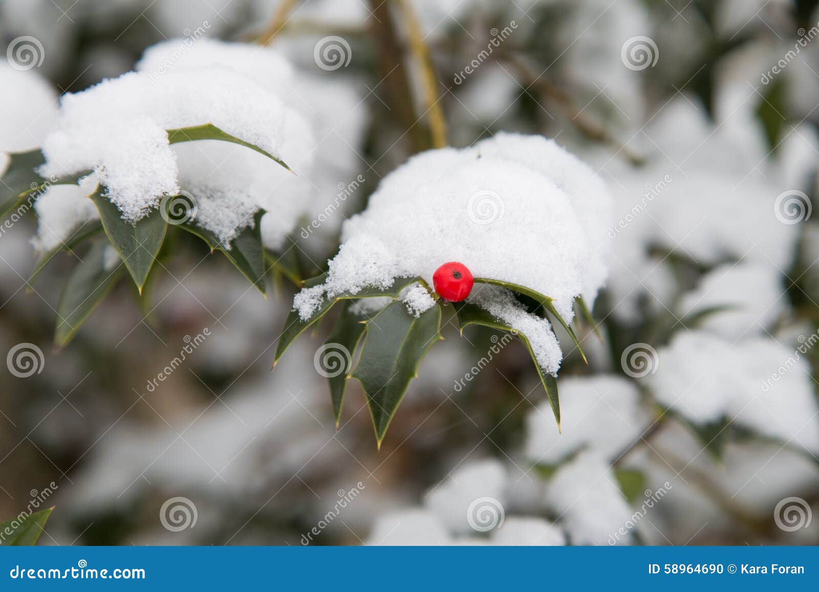 Snow covered Holly Tree stock photo. Image of covered - 58964690