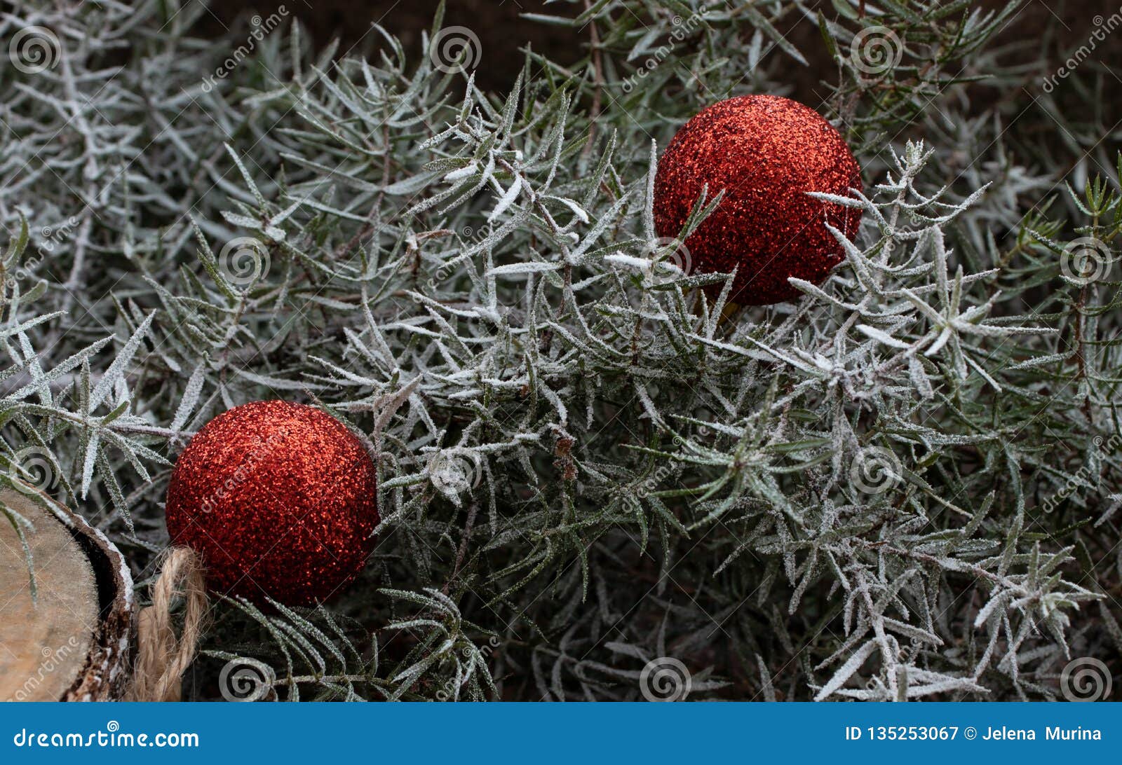 Snow-covered Juniper Branches Stock Image - Image of season ...