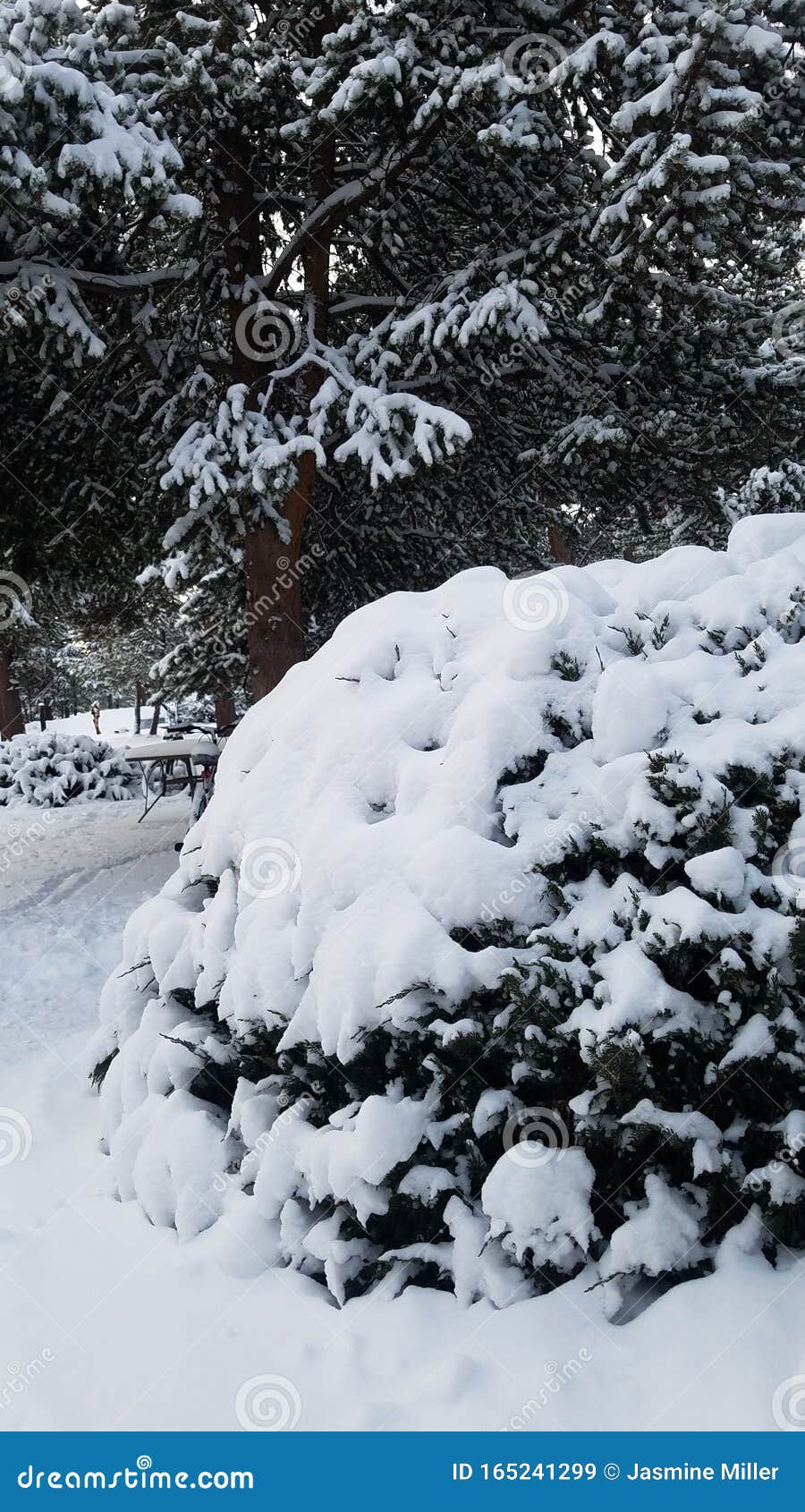 Snow covered juniper bush stock image. Image of bush - 165241299