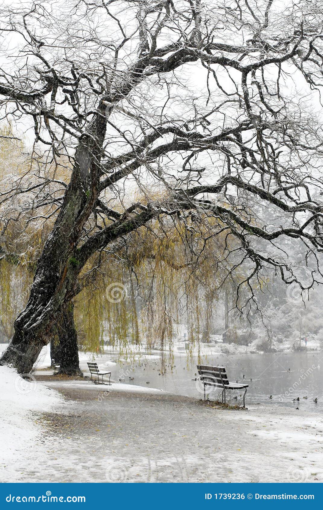 Snow Covered Lake and Bench Stock Photo - Image of nature, peaceful ...