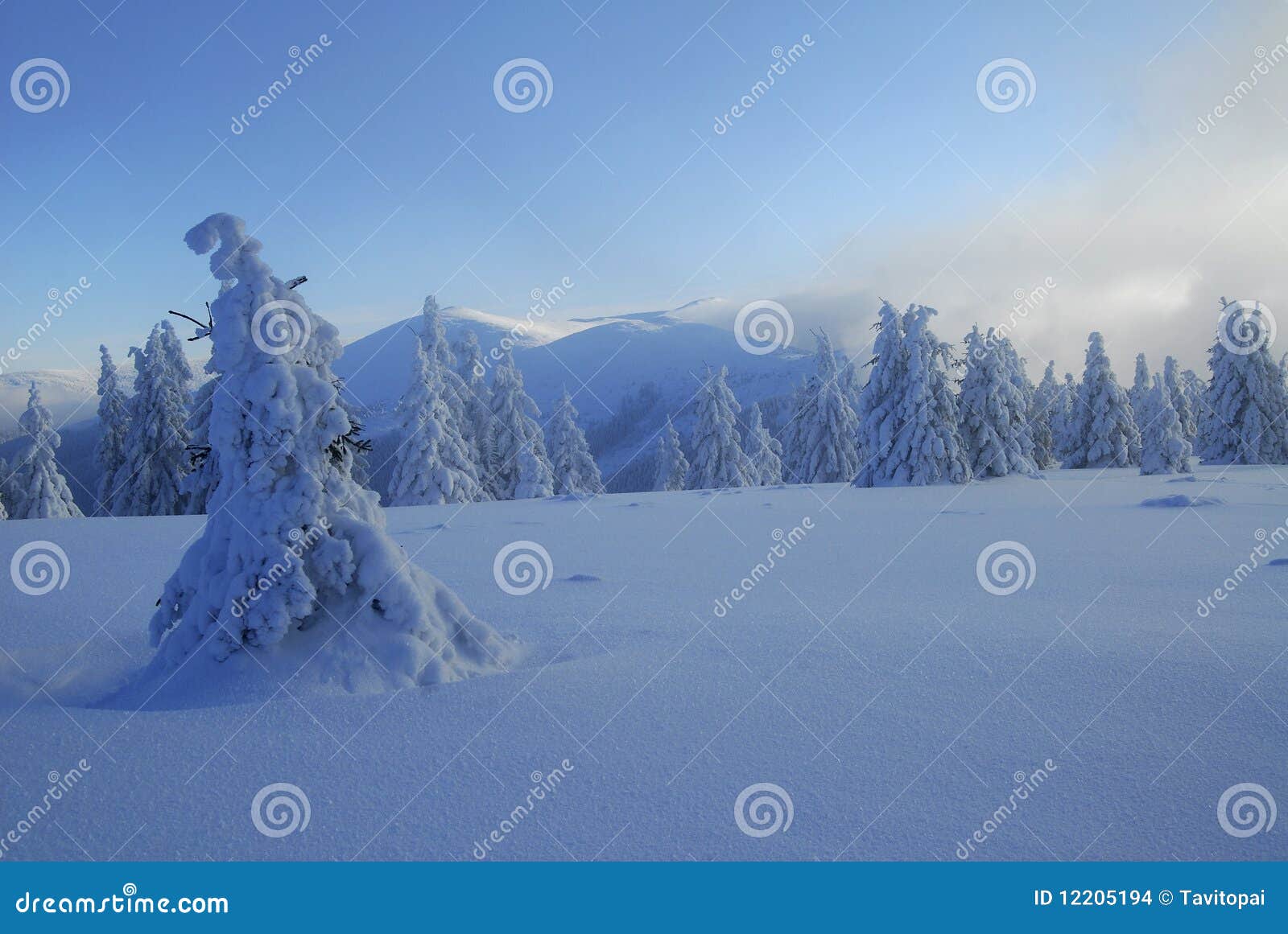 Snow covered landscape stock photo. Image of fluffy, forest - 12205194