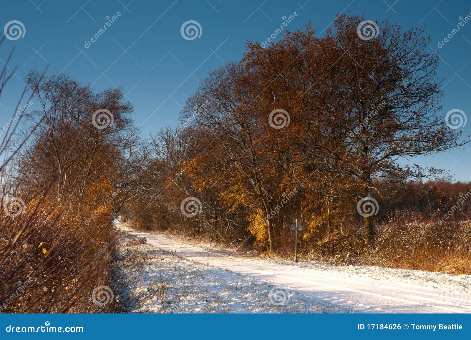Snow Covered Lane in Winter Stock Photo - Image of track, seasonal ...