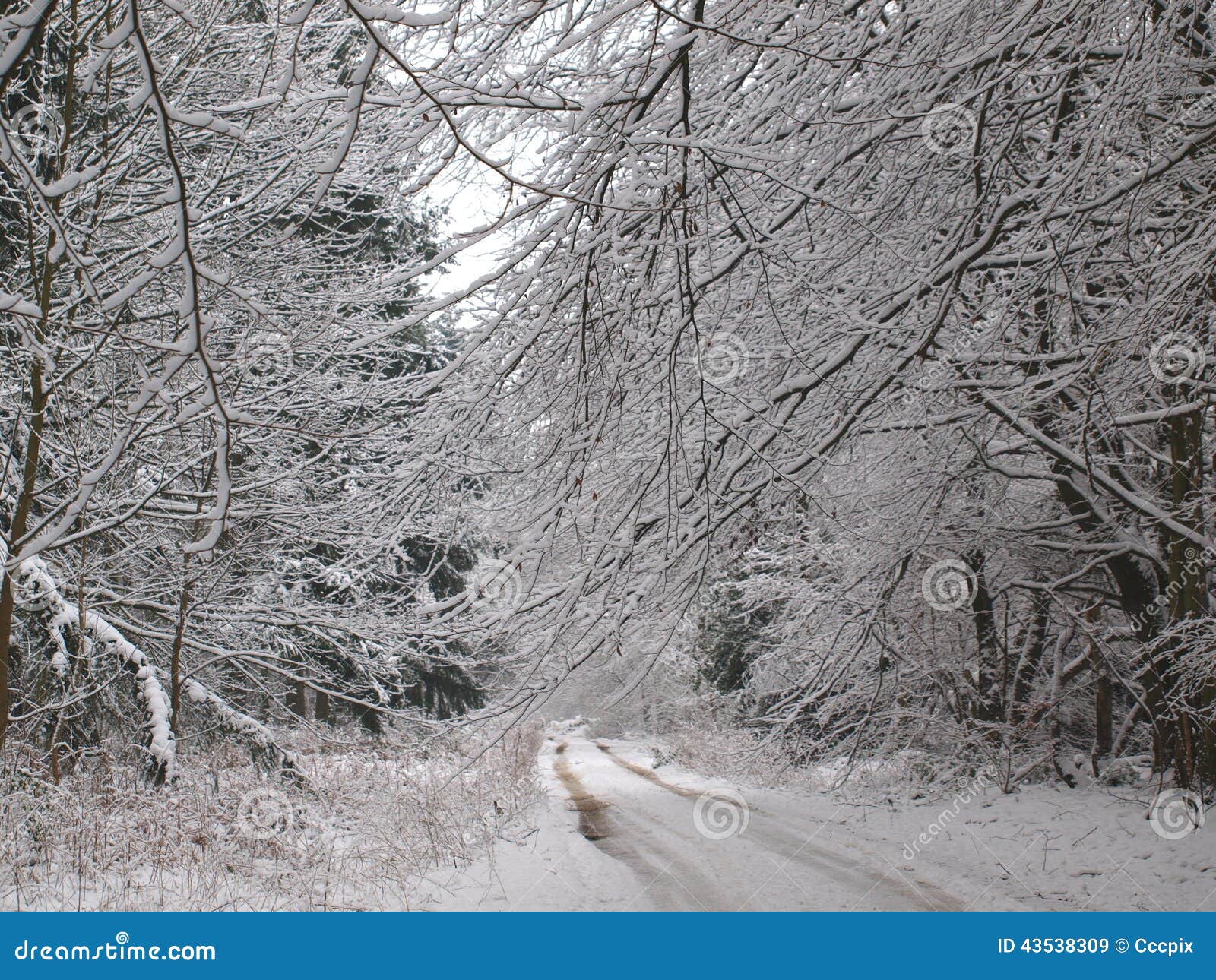 Snow Covered Lane in Winter Stock Image - Image of outdoors, scene ...