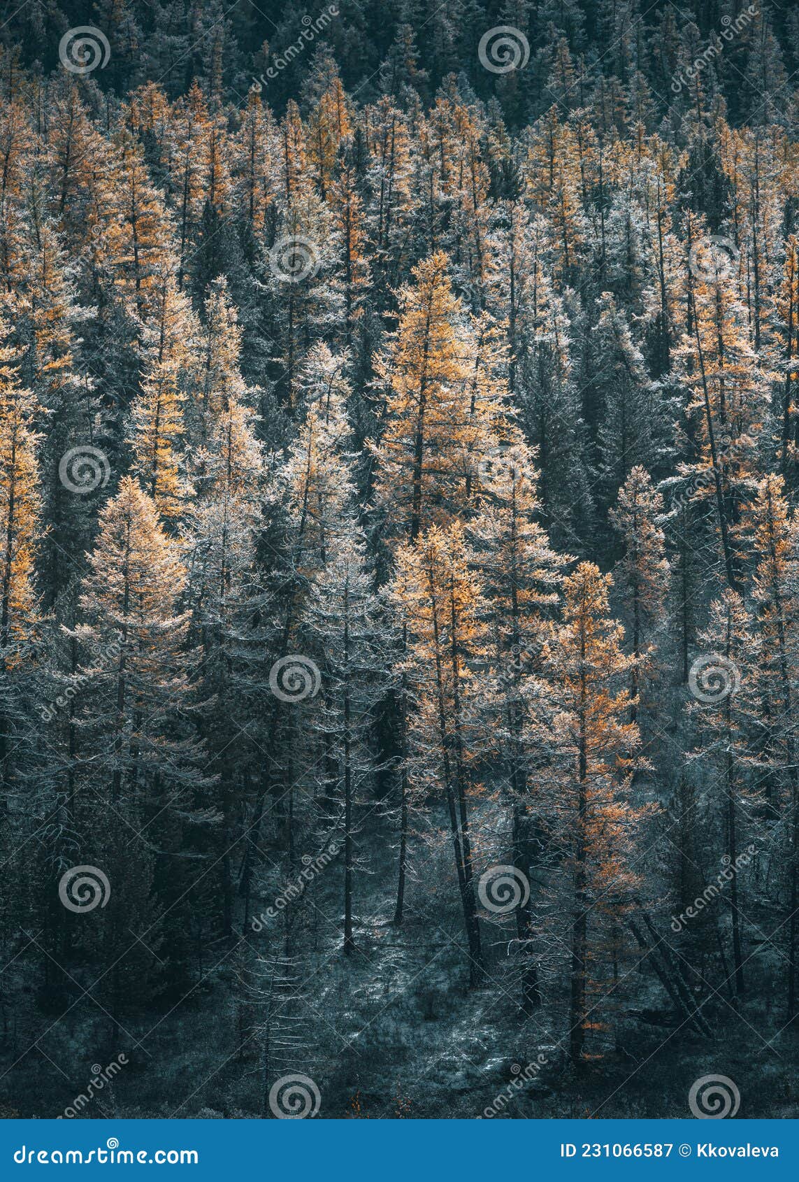 Snow Covered Larch Forest. Sunny Morning Stock Image - Image of larch ...