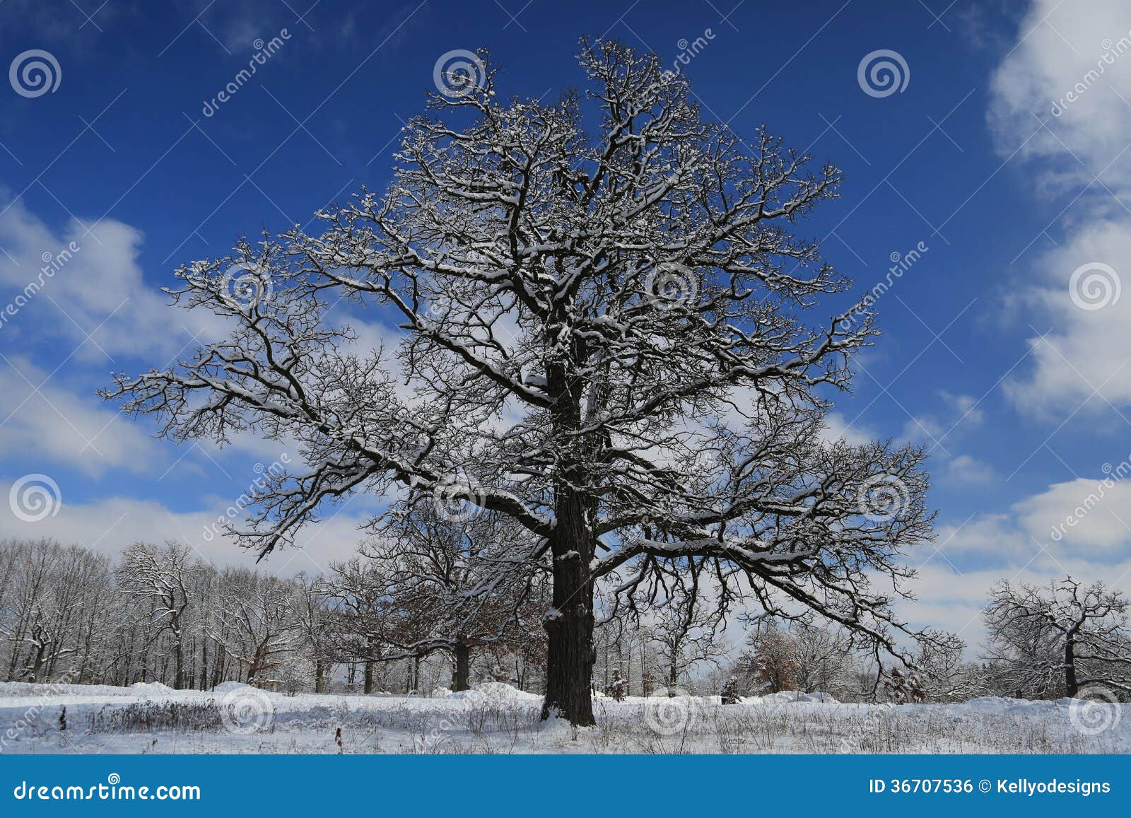 Snow covered large tree stock photo. Image of white, blue - 36707536