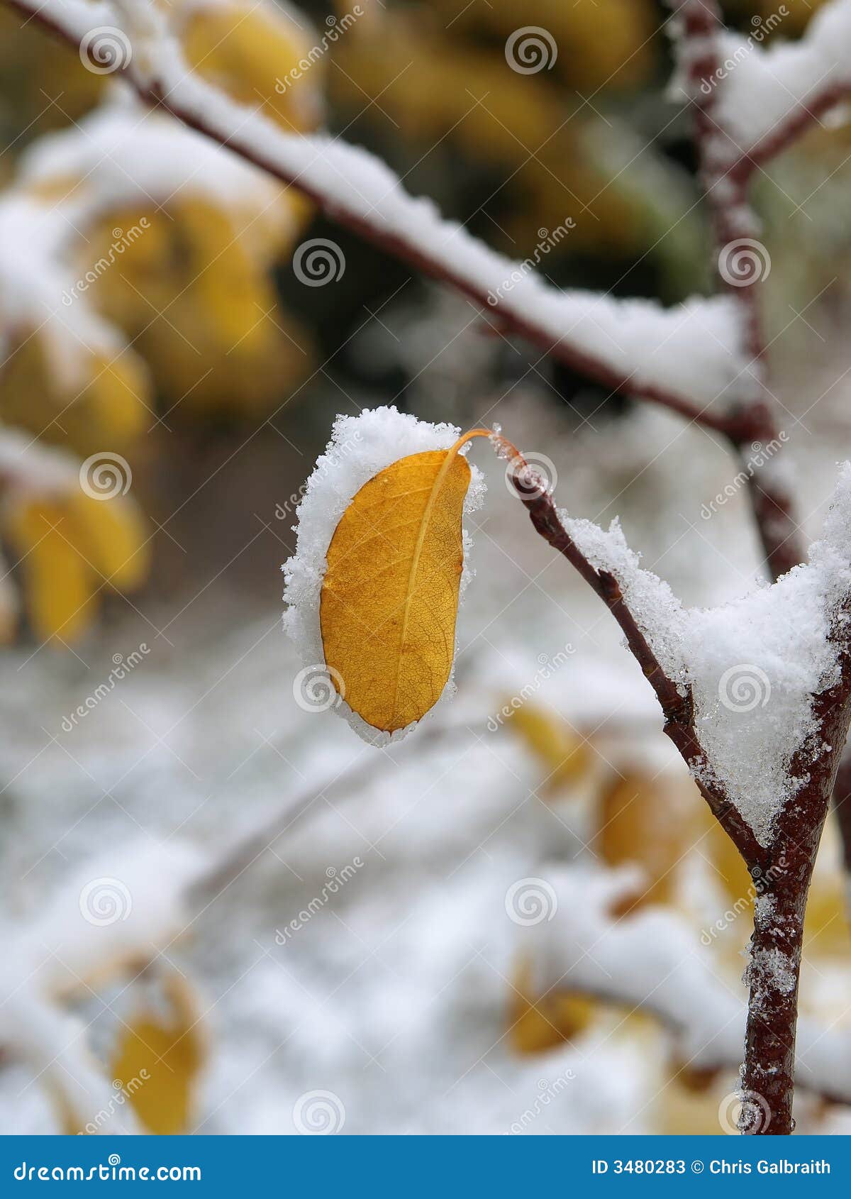 Snow covered leaf stock image. Image of closeup, seasons - 3480283