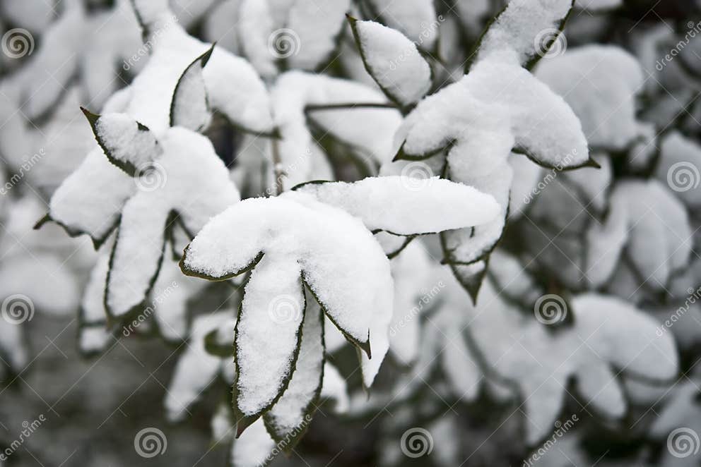 Snow covered leaves stock image. Image of shape, winter - 29352381