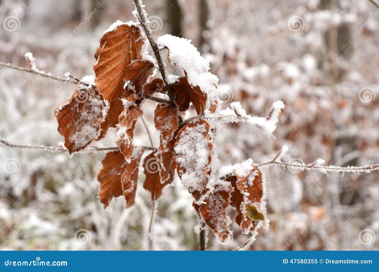 Snow covered leaves stock image. Image of snow, solitary - 47580355