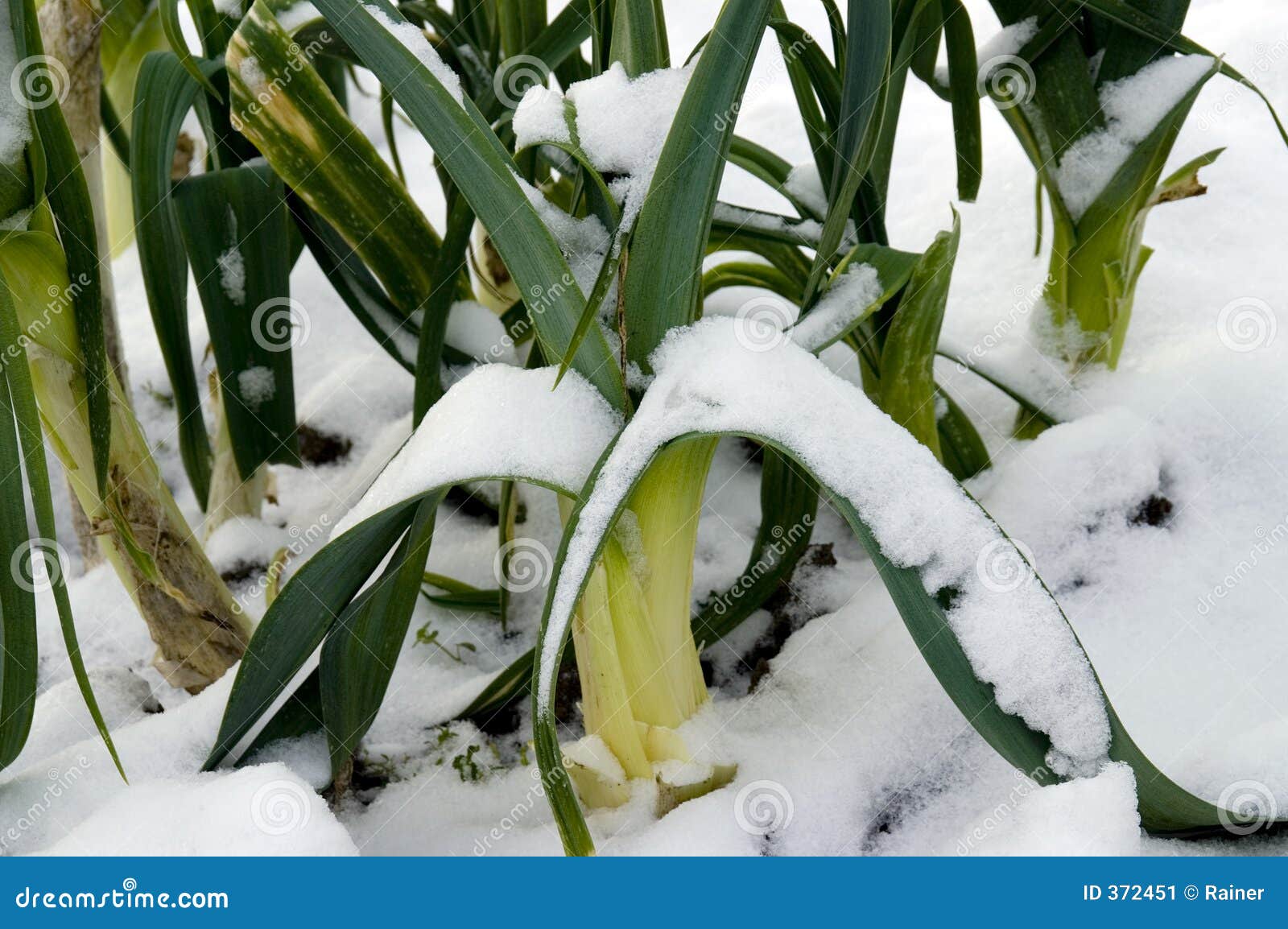 Snow covered leeks stock image. Image of allium, healthy - 372451
