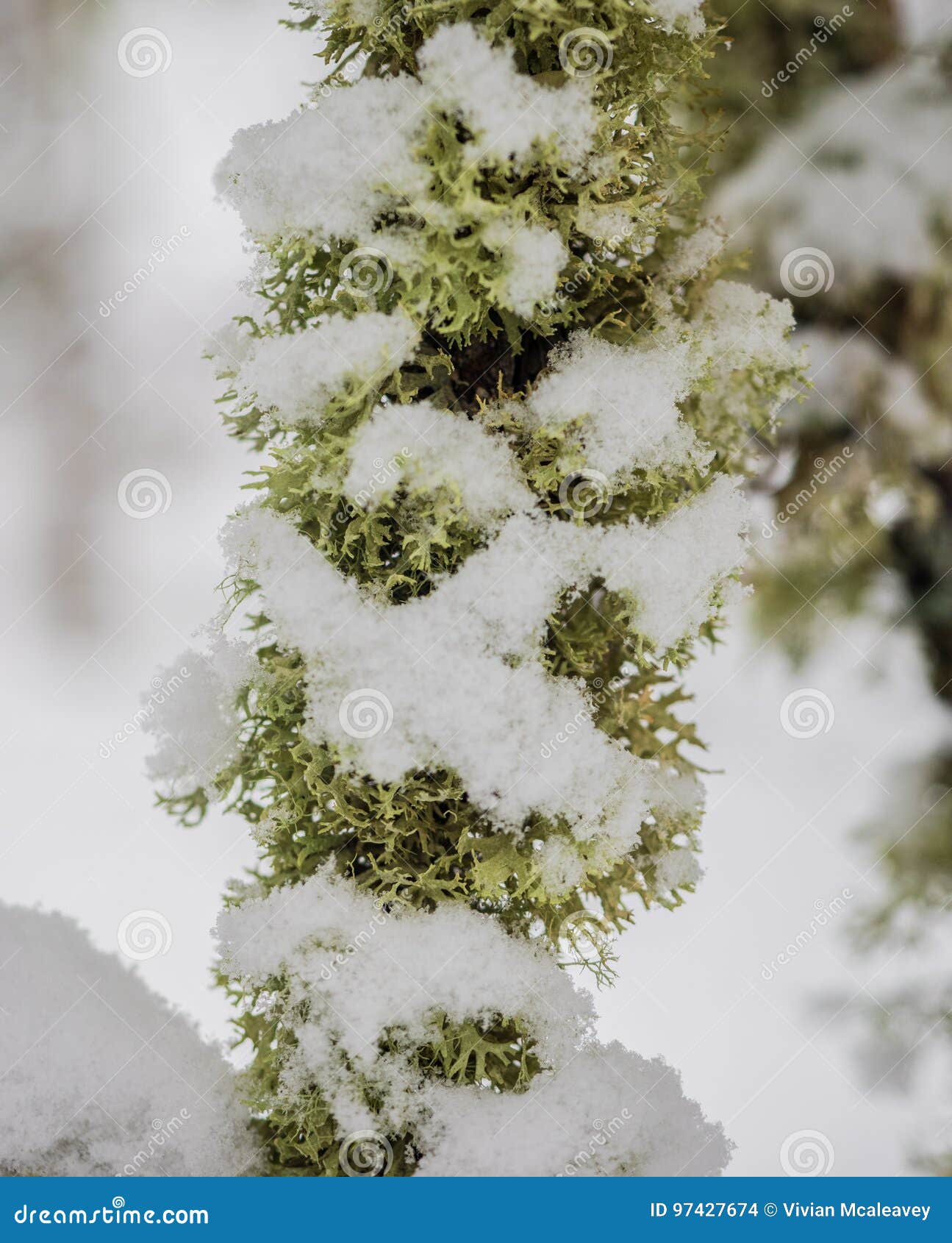 Snow Covered Lichen on Tree Branch Stock Photo - Image of cold, branch ...