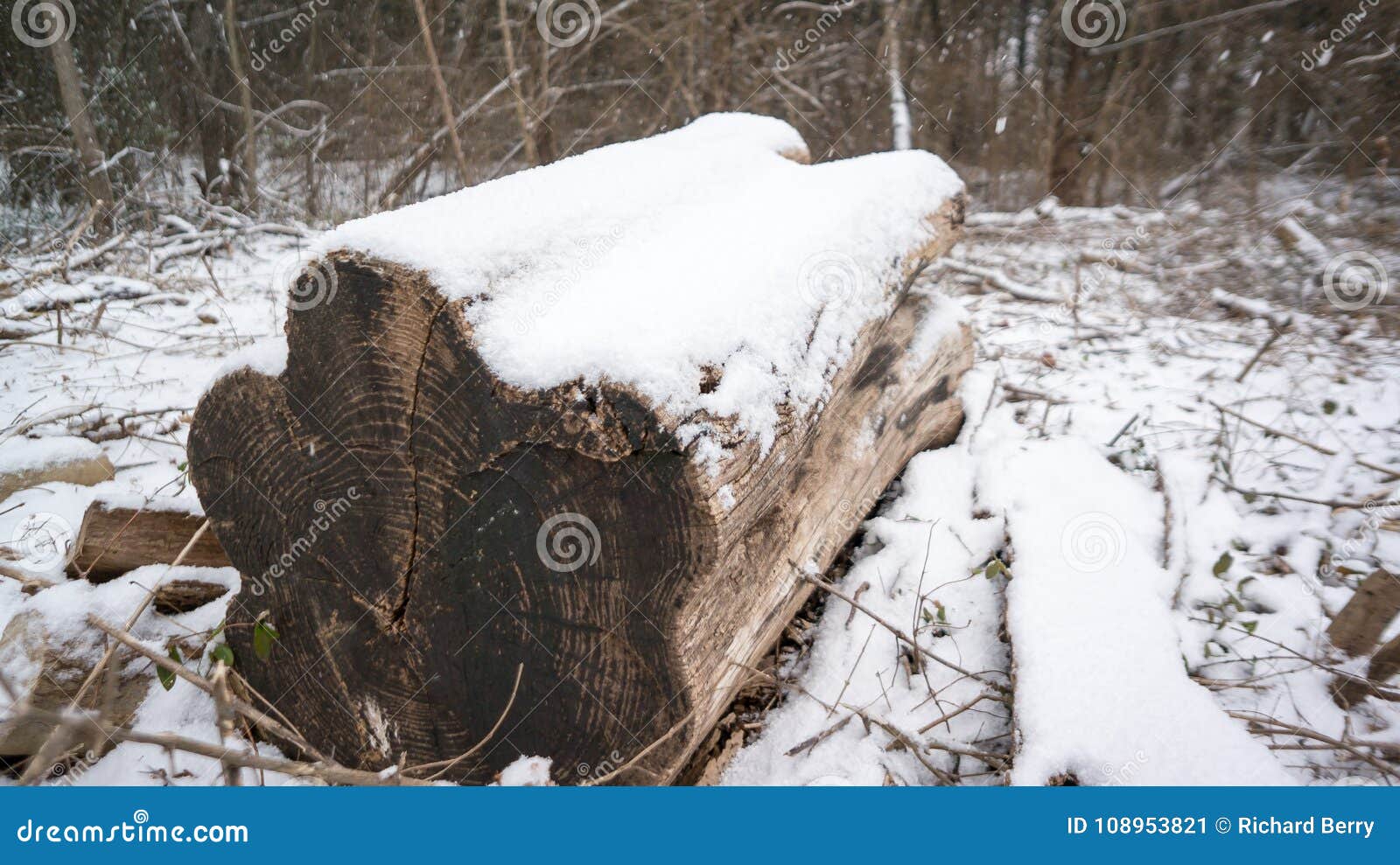 Snow covered log in woods stock image. Image of plant - 108953821