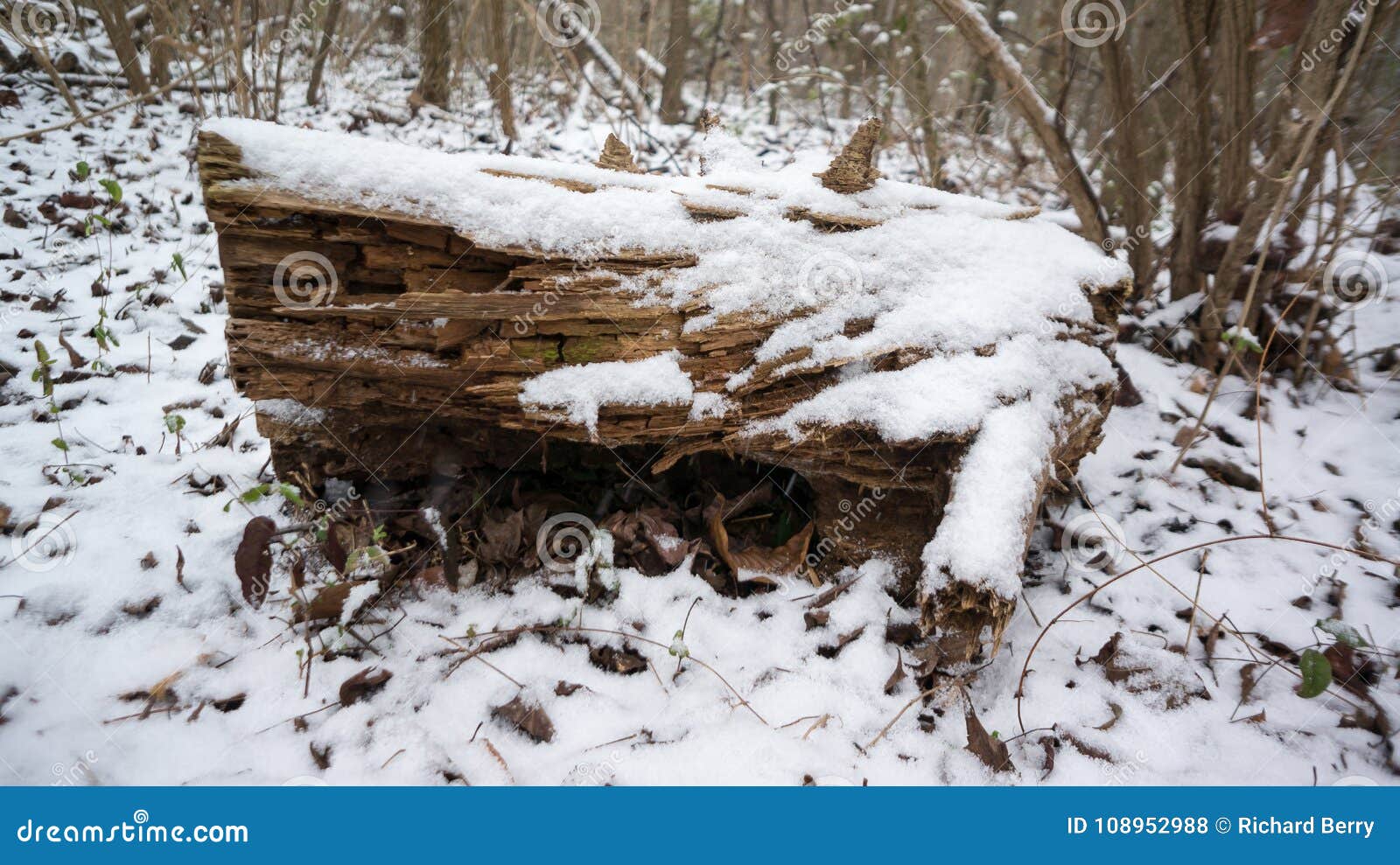 Snow covered log in woods stock photo. Image of wooden - 108952988