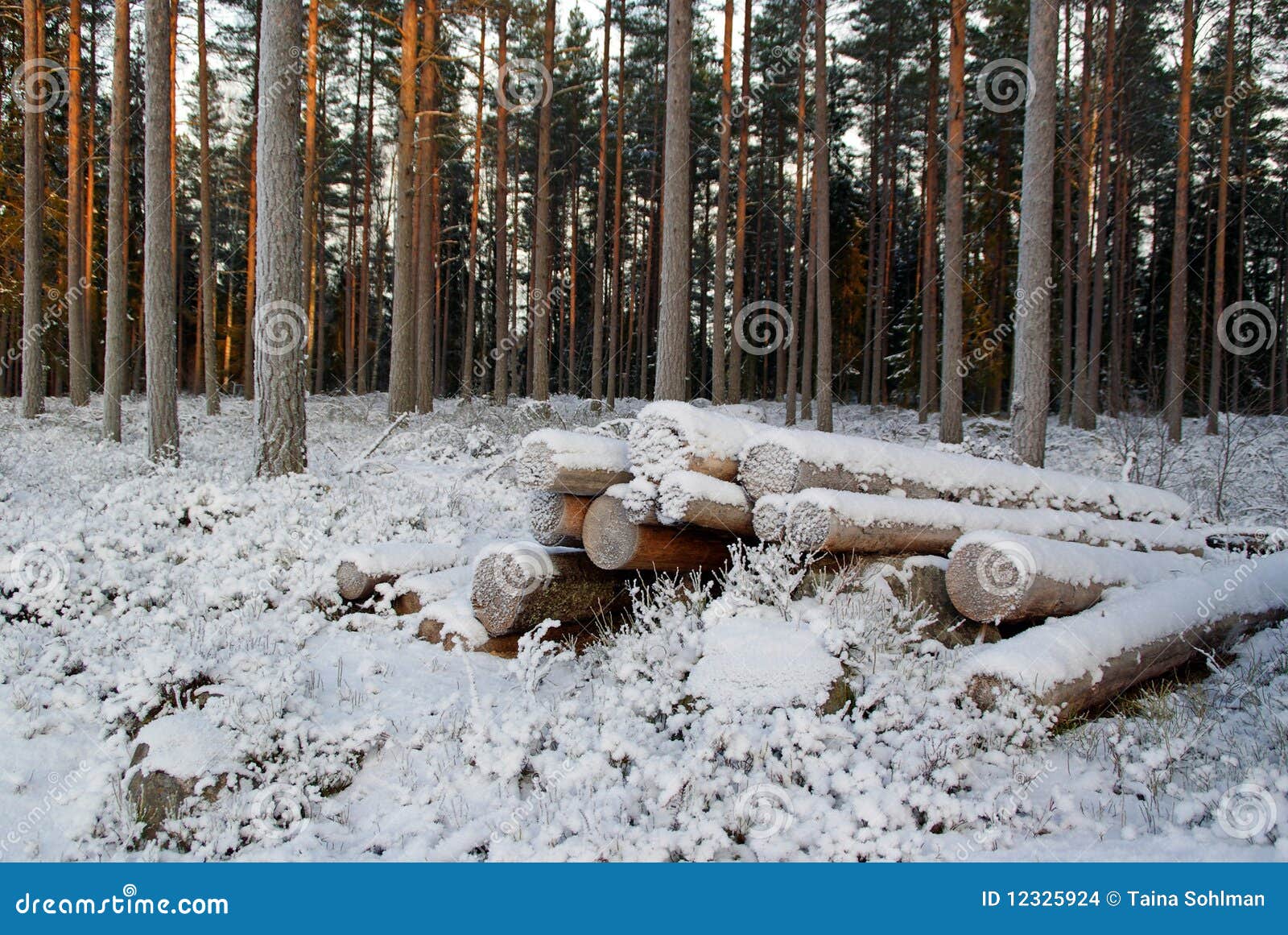 Snow Covered Logs stock photo. Image of energy, pile - 12325924