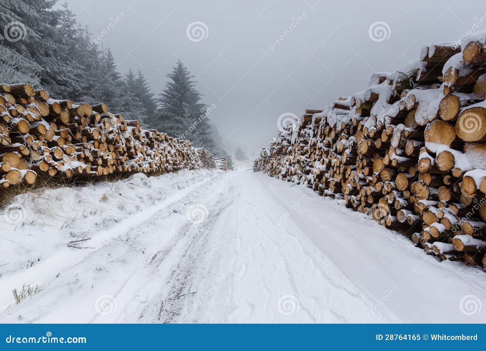 Snow Covered Logs on a Remote Track Stock Image - Image of forestry ...