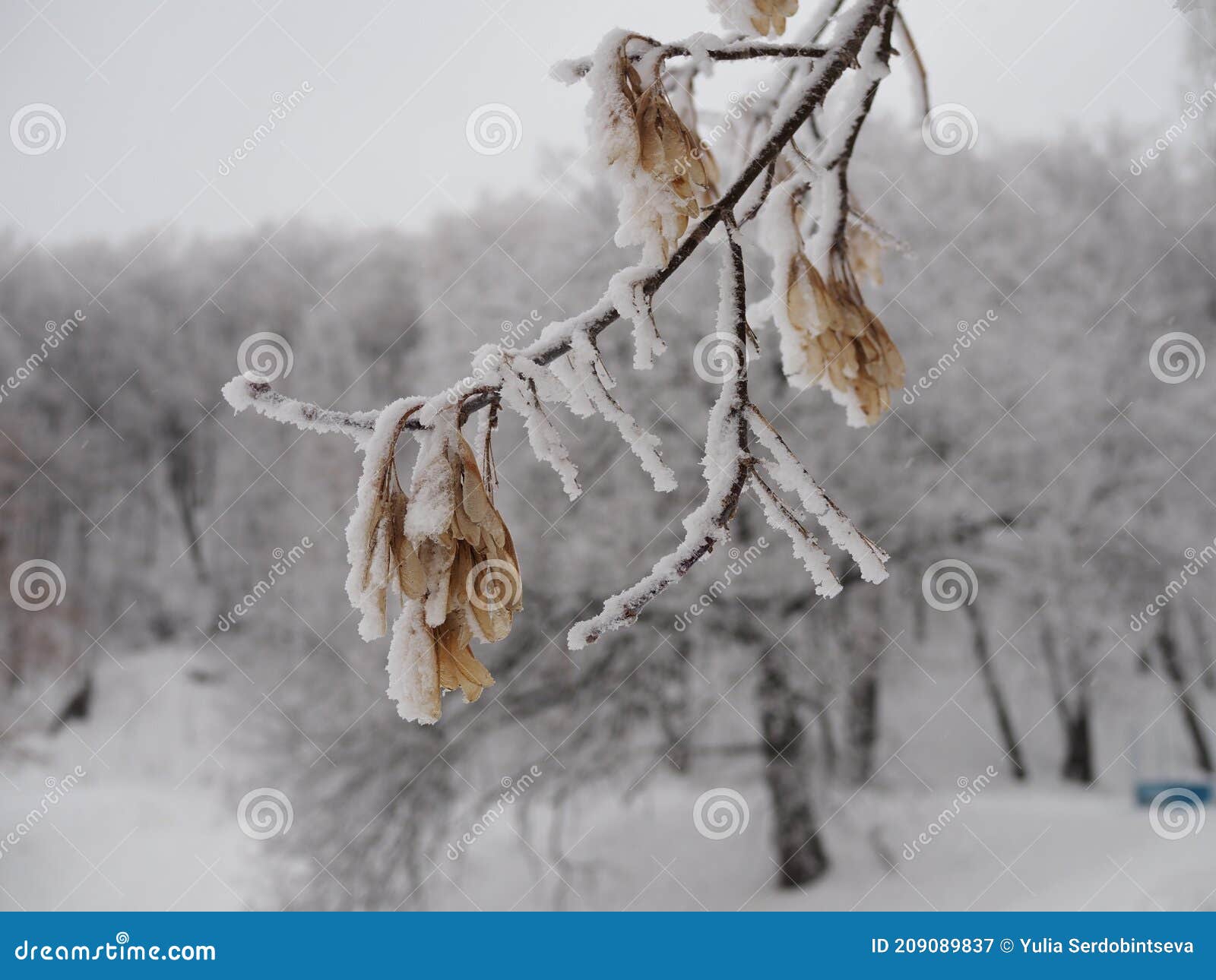 Snow-covered Maple Seeds in Rows Closeup View Stock Image - Image of ...