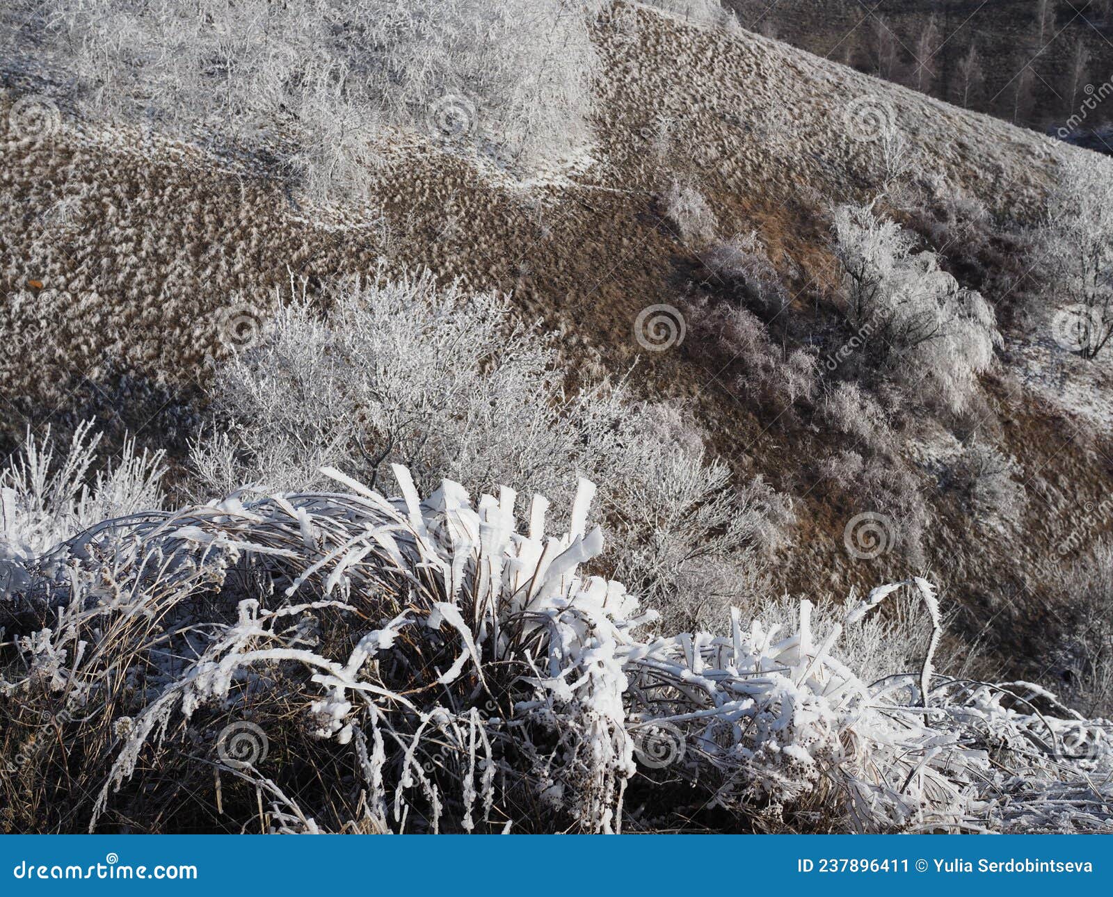 Snow-covered Maple Seeds in Rows, Closeup, Winter Forest Stock Image ...