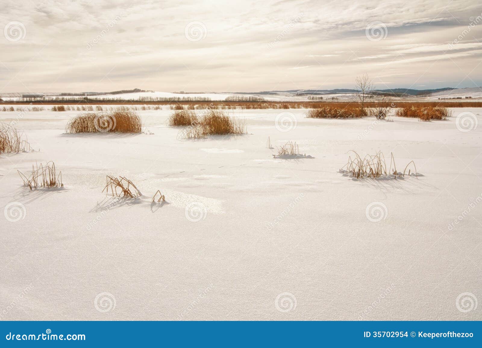 Snow Covered Marsh stock photo. Image of relax, flora - 35702954