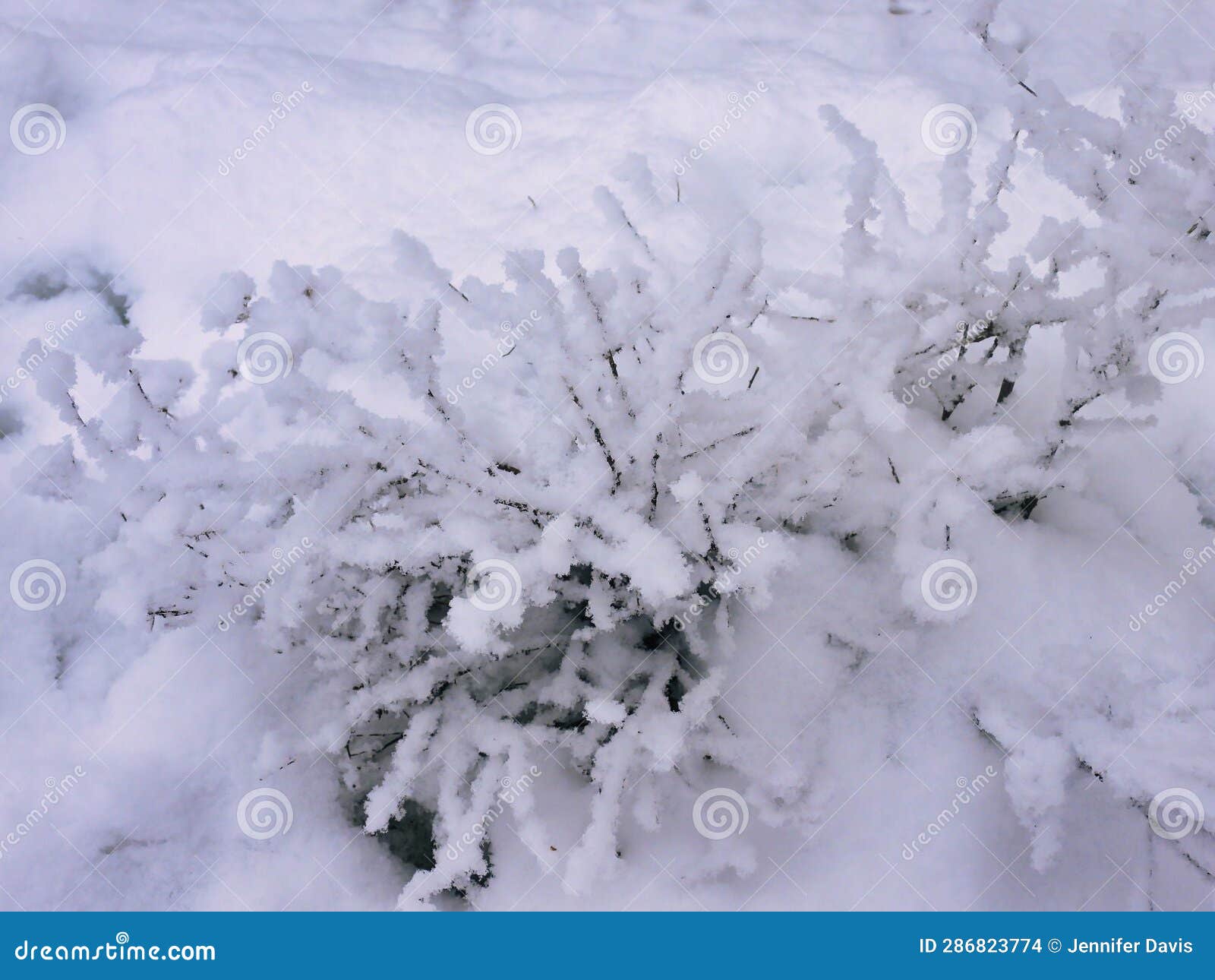 Snow Covered Maze of Branches Stock Photo - Image of texture, snowy ...