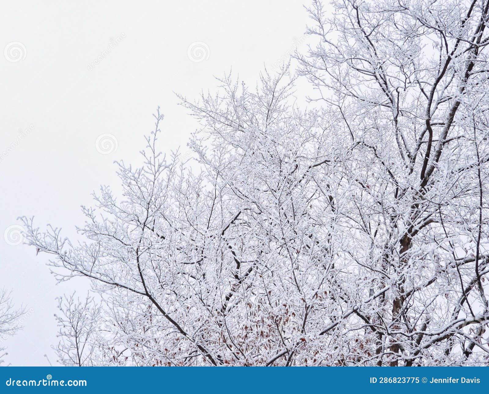 Snow Covered Maze of Branches Stock Image - Image of branch, weather ...
