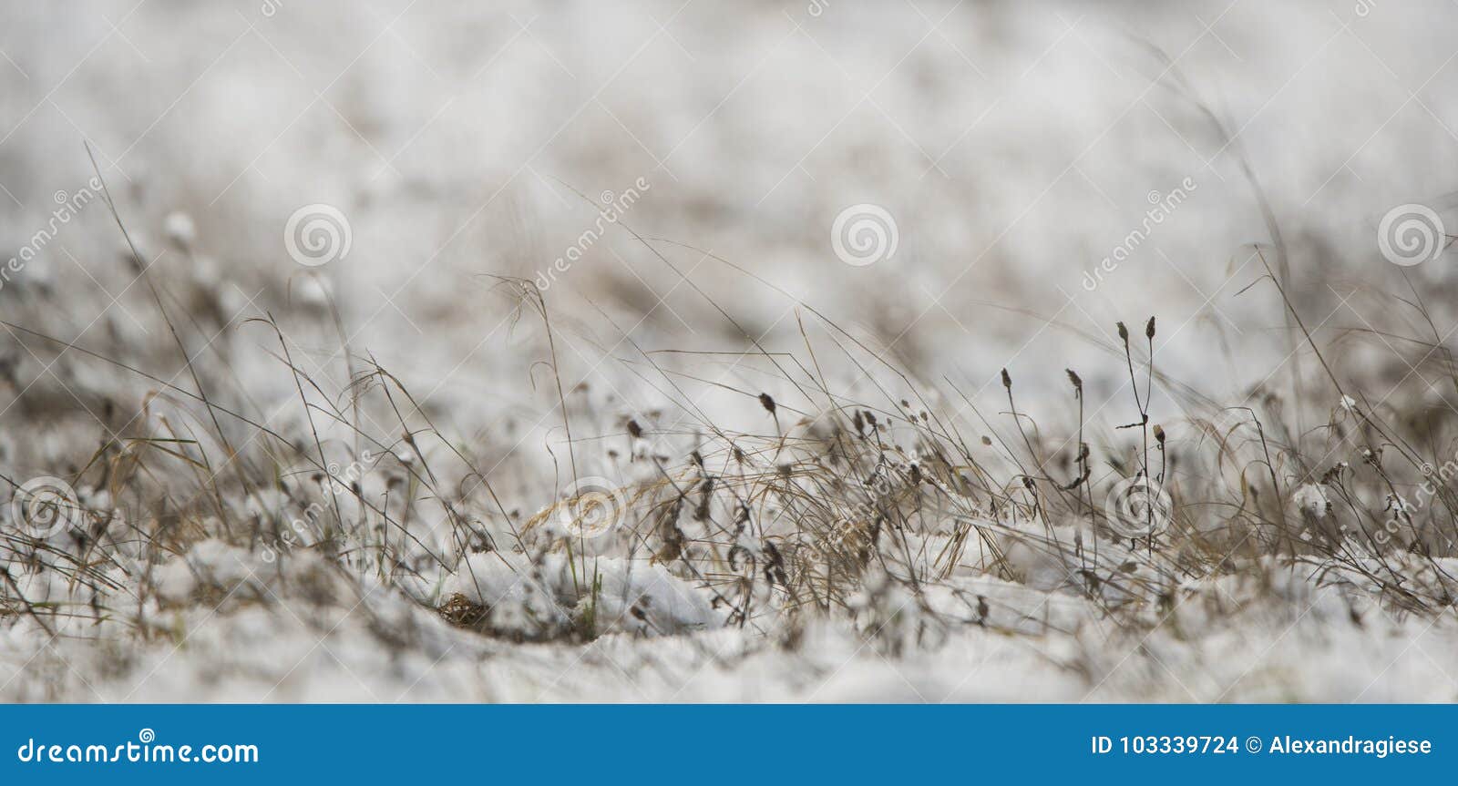 Snow Covered Meadow in Winter Stock Photo - Image of plantain, plantago ...